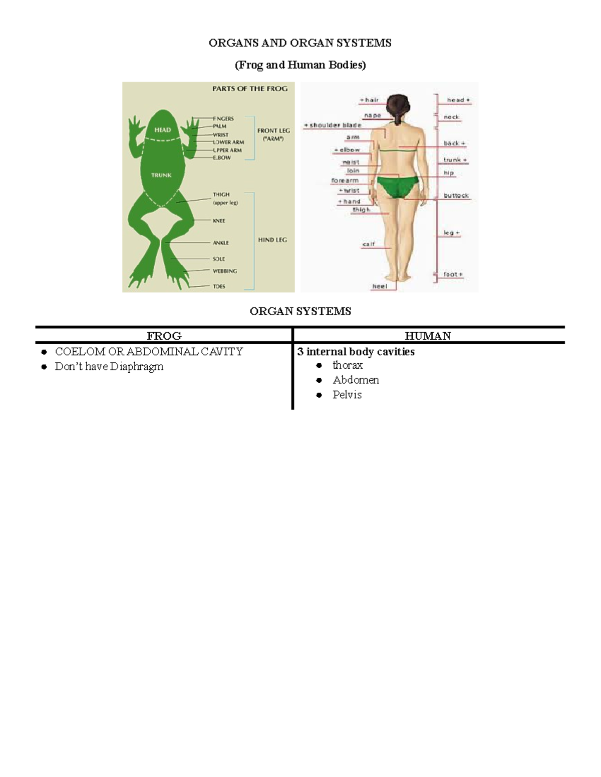 Organs AND Organ Systems - ORGANS AND ORGAN SYSTEMS (Frog and Human ...