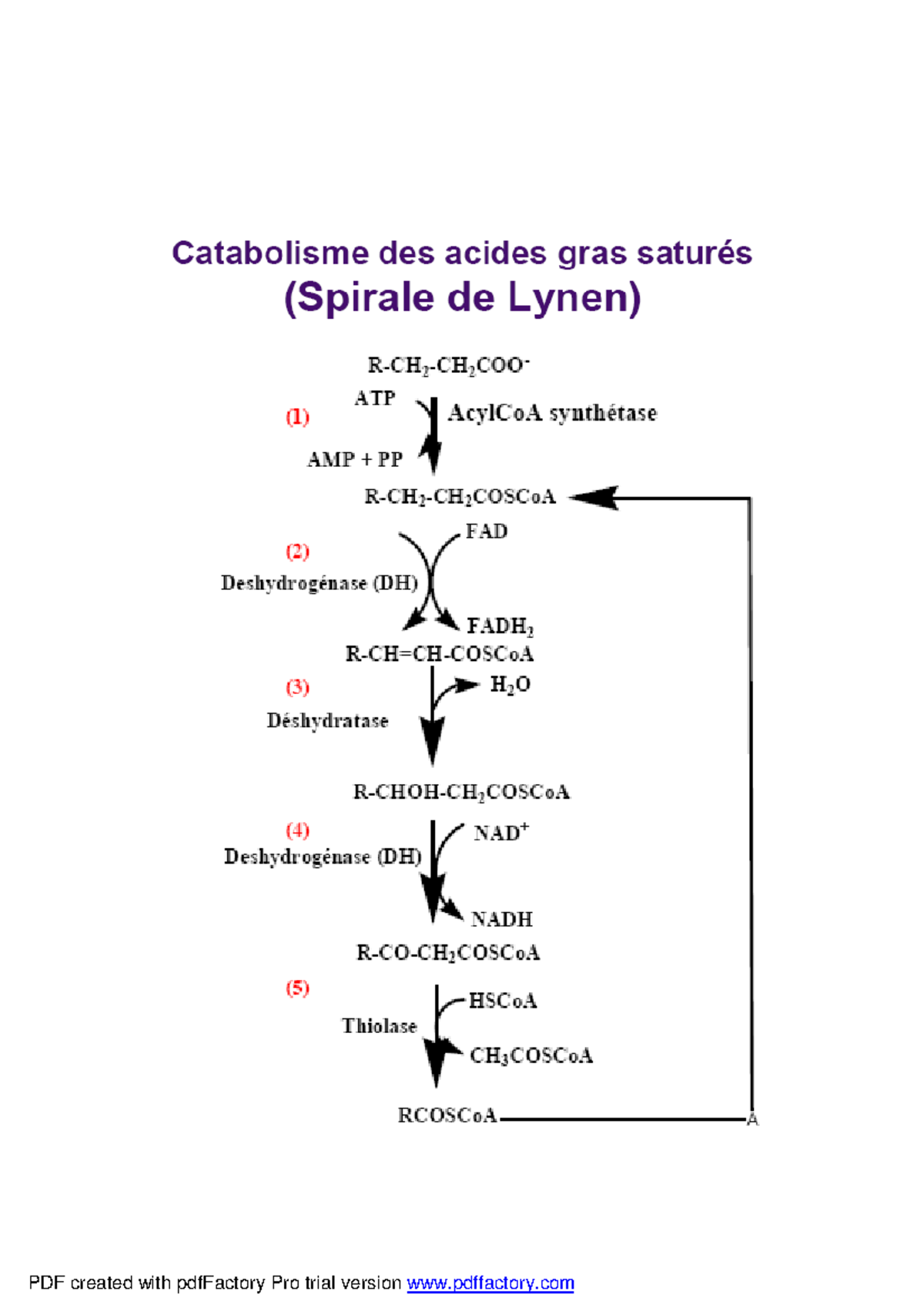 Voies métabo - Vue d’ensemble de la glycolyse CHO OHH CH 2 OP COOP OHH ...