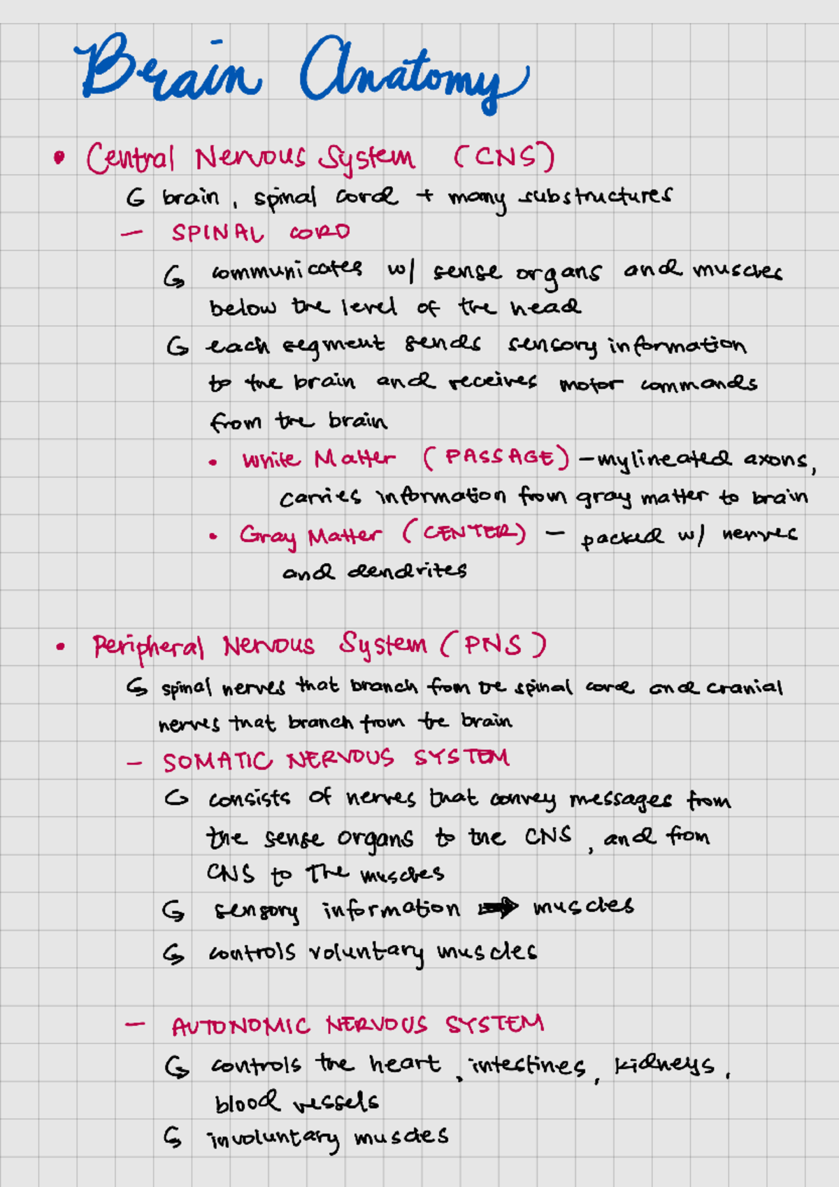 Brain Anatomy Physio Bio Notes - AB Psychology - Studocu