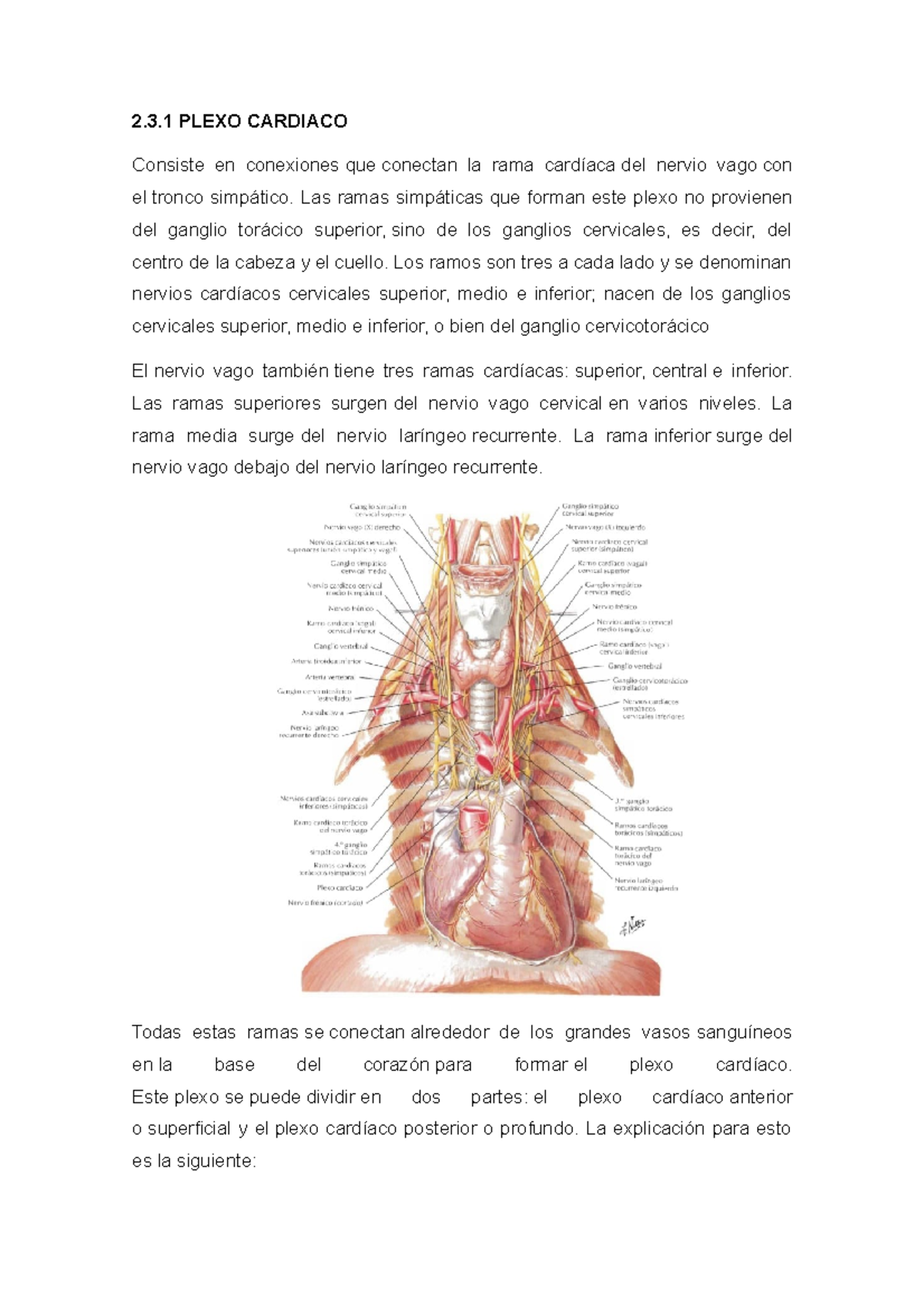 Plexo cardiaco - 2.3 PLEXO CARDIACO Consiste en conexiones que conectan ...