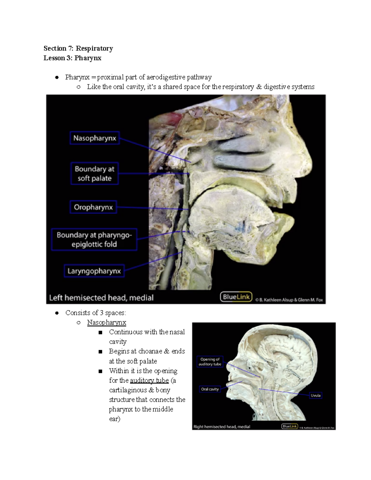 44- Pharynx - Section 7: Respiratory Lesson 3: Pharynx Pharynx ...