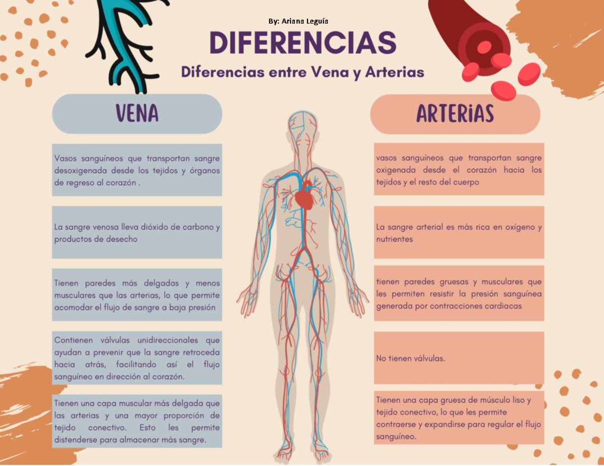 Diferencias entre venas y arterias - Morfología y Función 1 - By ...