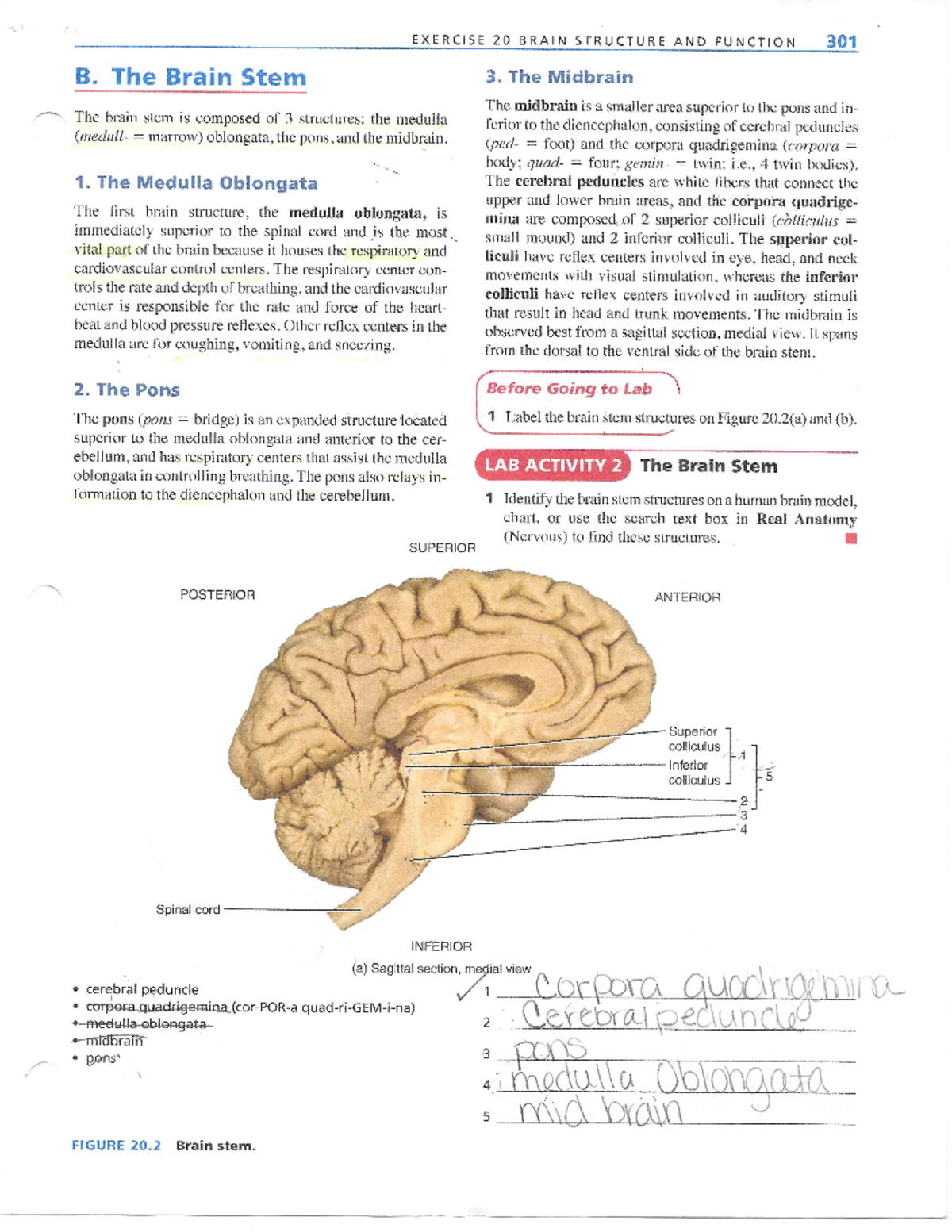 4 - A&p workbook - BIO-103-51 - Studocu