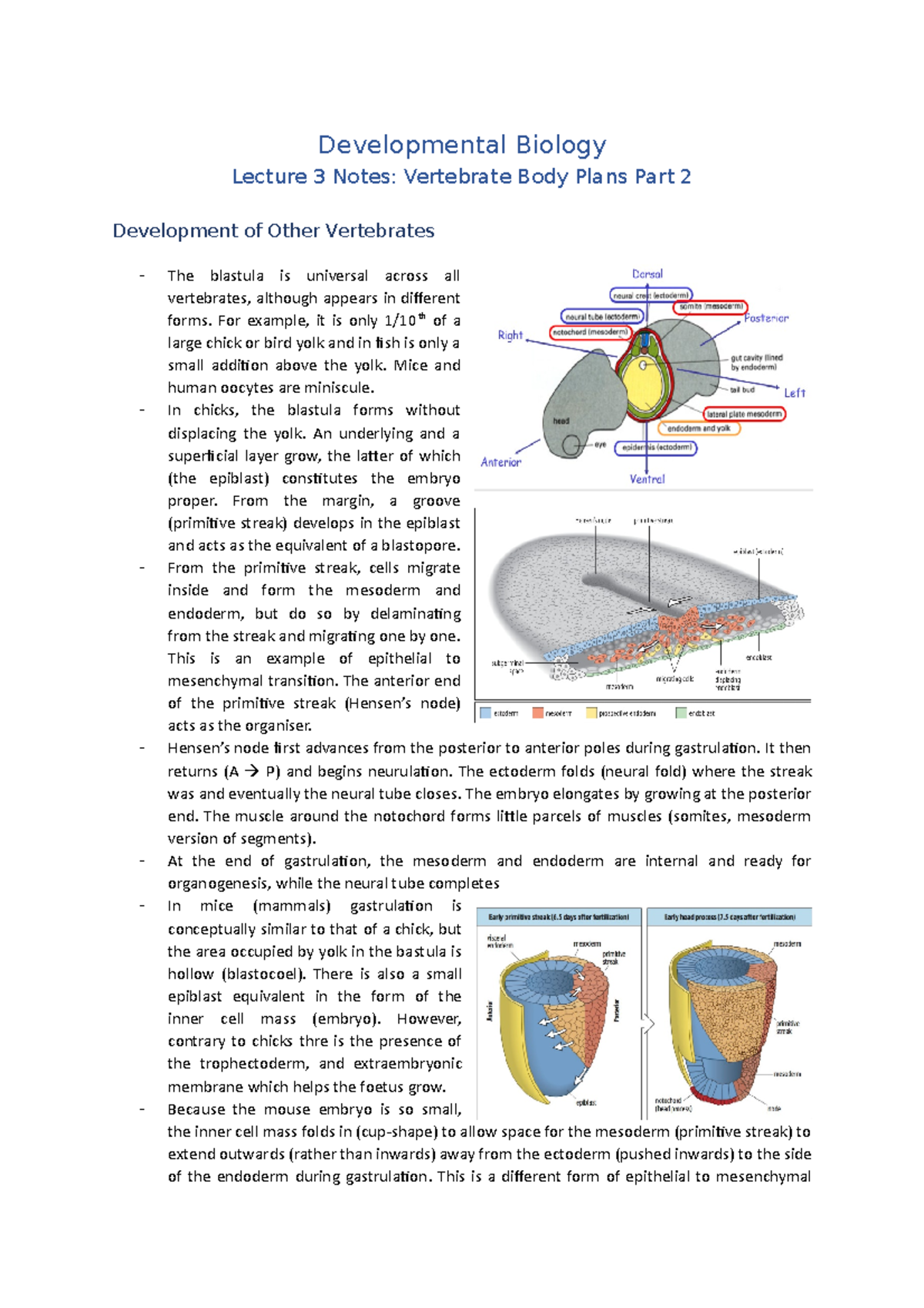 Lecture 3 Notes (Vertebrate Body Plans Part 2) - Developmental Biology ...
