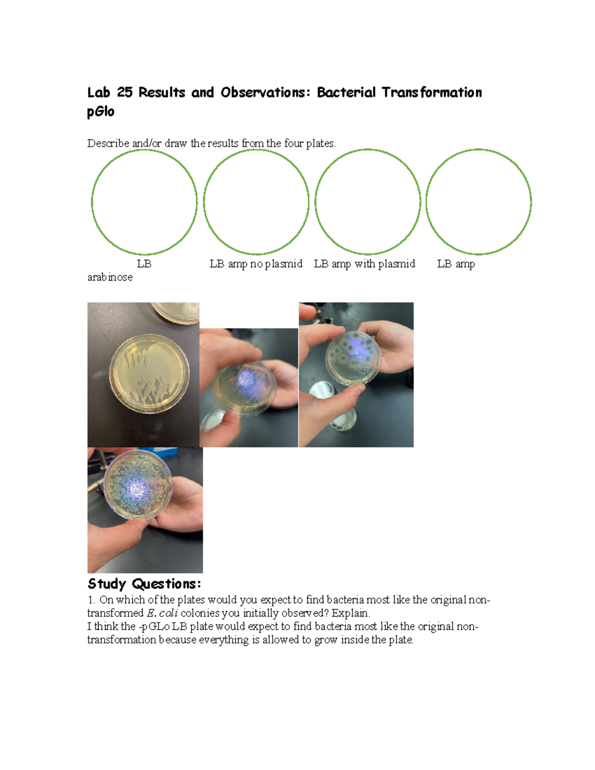 Lab 25 Results and Study Questions p Glo (1) - Lab 25 Results and ...
