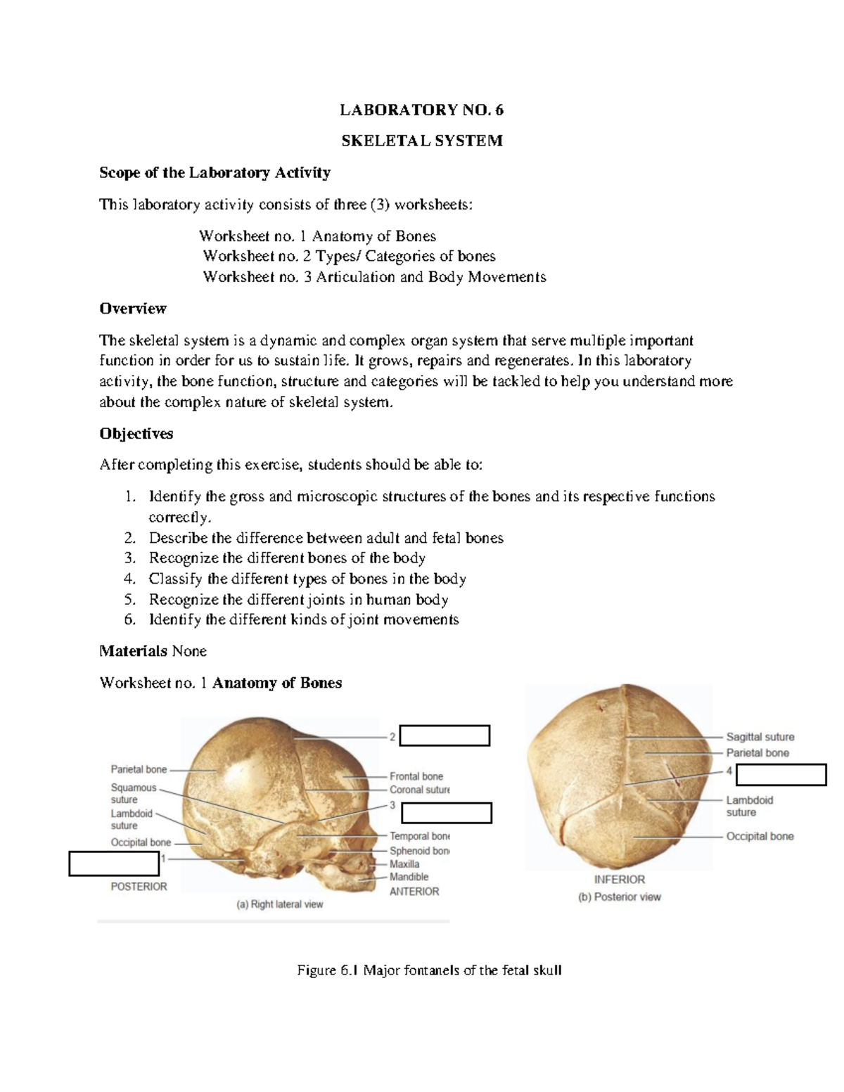 Laboratory Activity 5 Skeletal System - LABORATORY NO. 6 SKELETAL ...