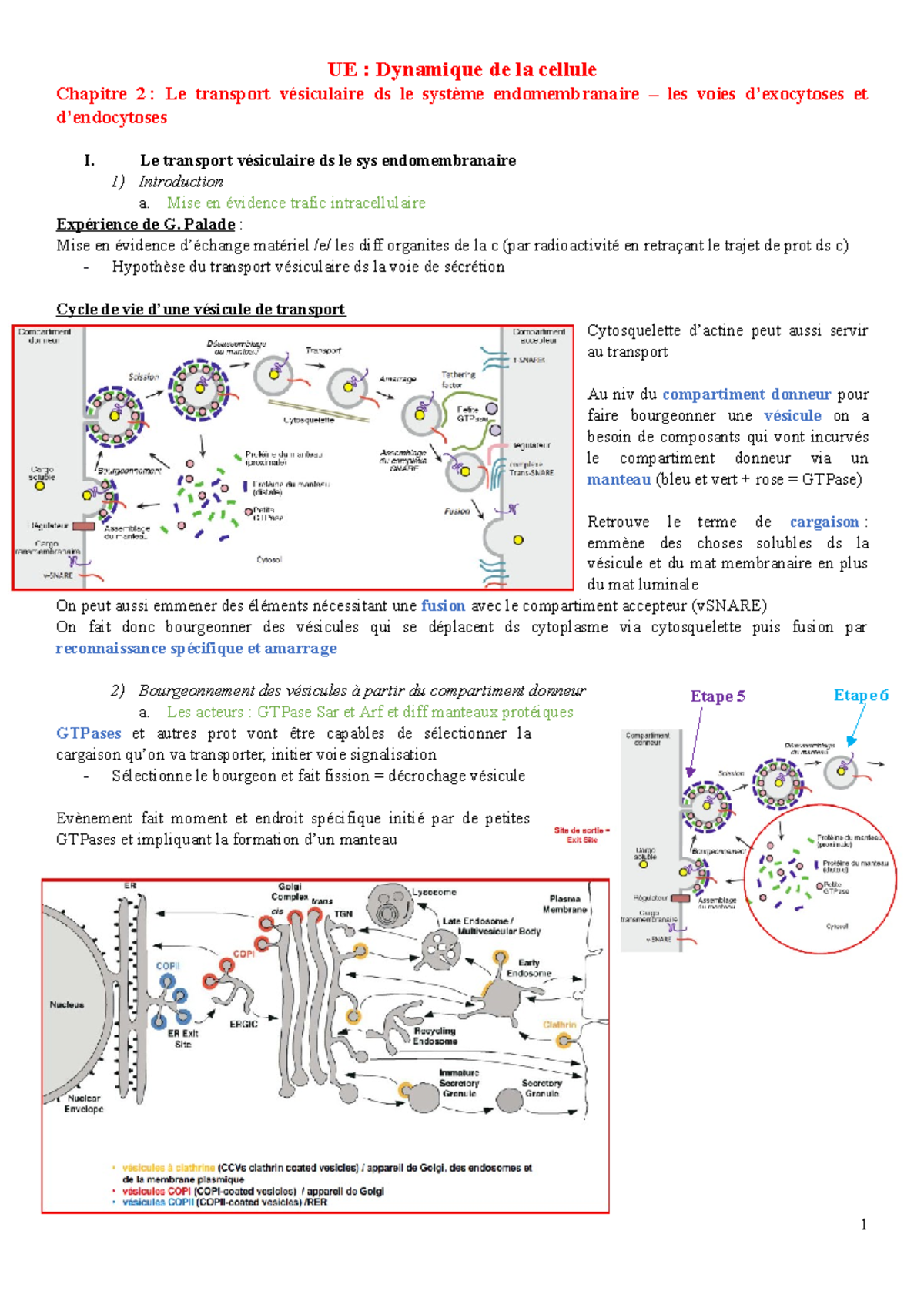 Chap2 - transport vésiculaire - UE : Dynamique de la cellule Chapitre 2 ...