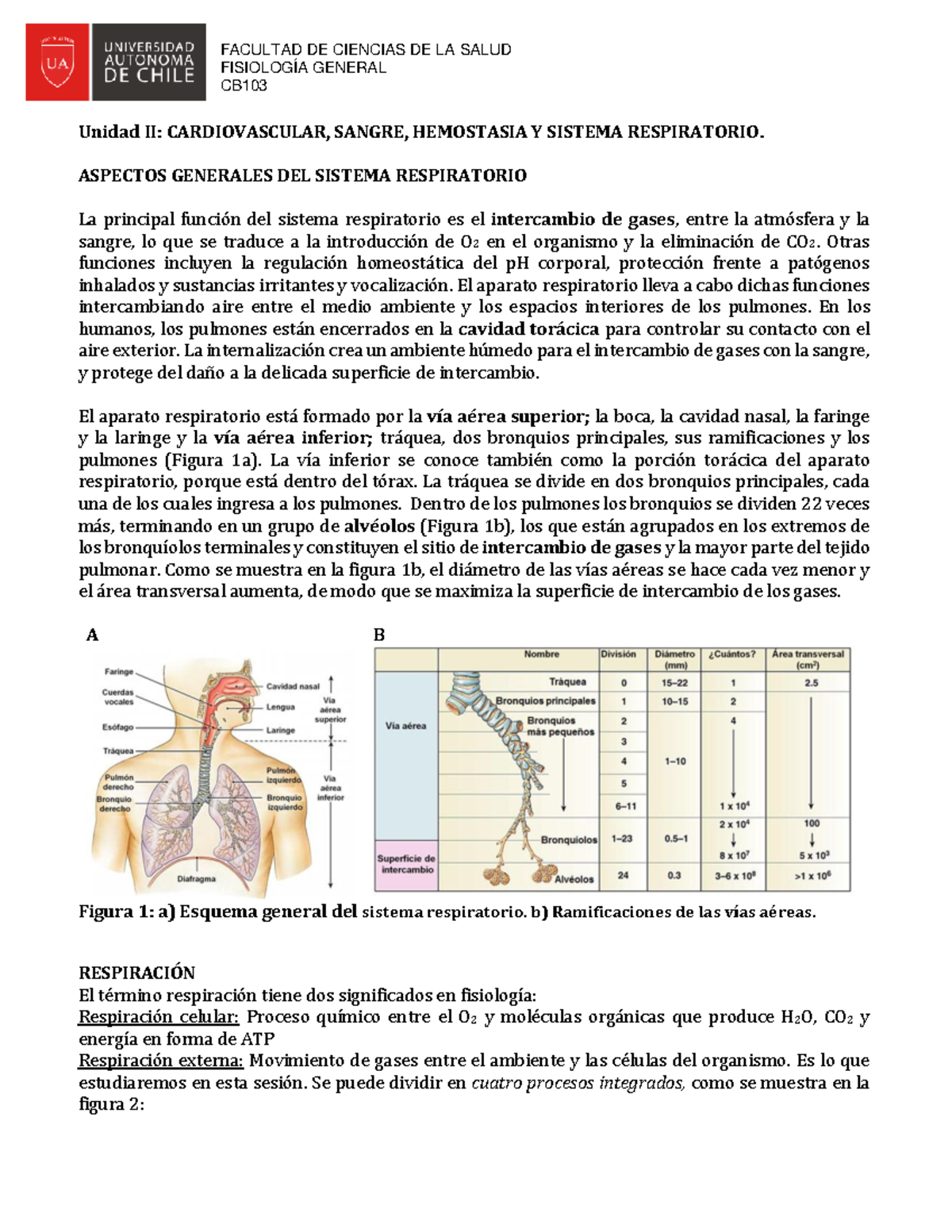 Guia Sistema Respiratorio lab - FISIOLOGÍA GENERAL CB Unidad II: CARDIOVASCULAR, SANGRE ...