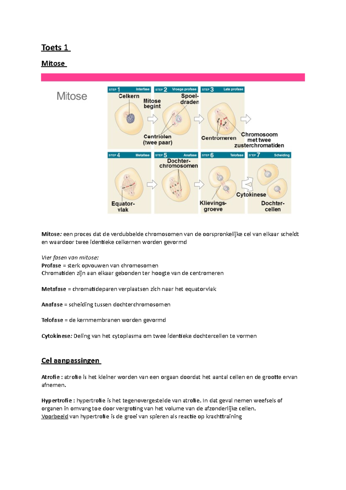 Cellen en nieren samenvatting bio - Toets 1 Mitose Mitose: een proces dat de verdubbelde ...