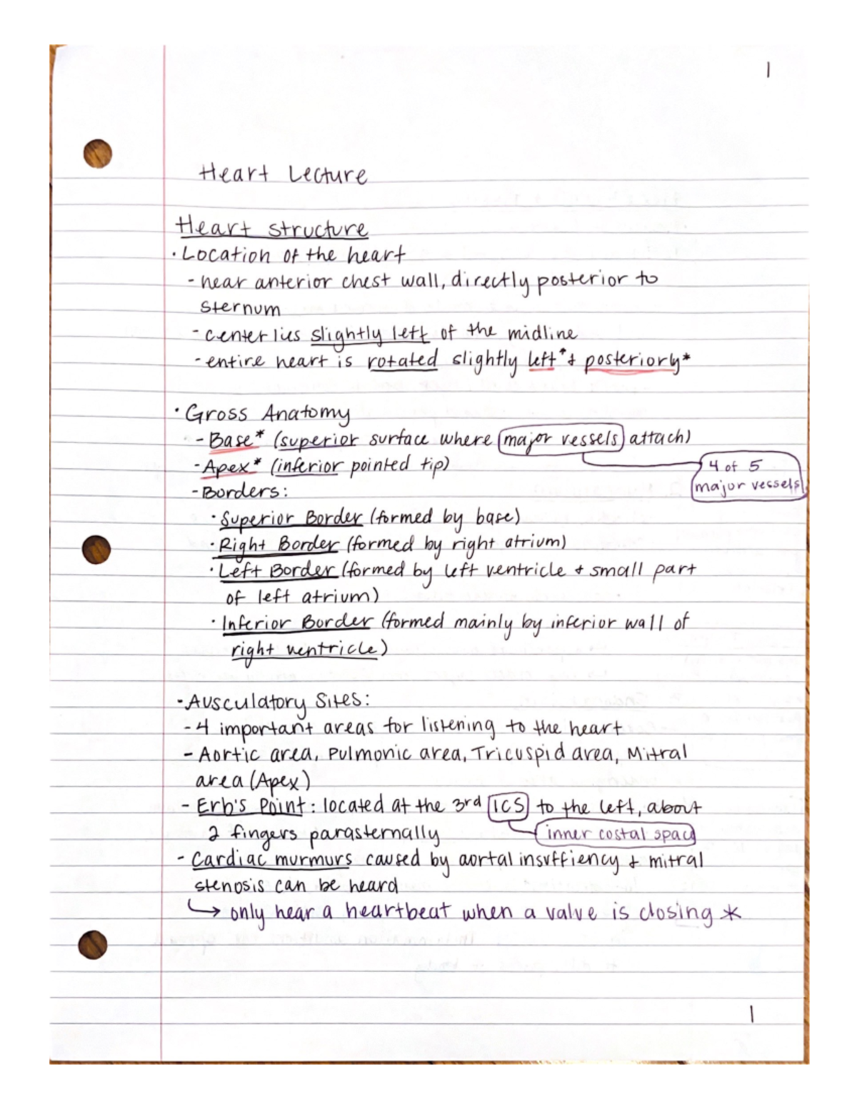 Cardio Notes: Heart (pg 1-24) - BIO 142 - Studocu