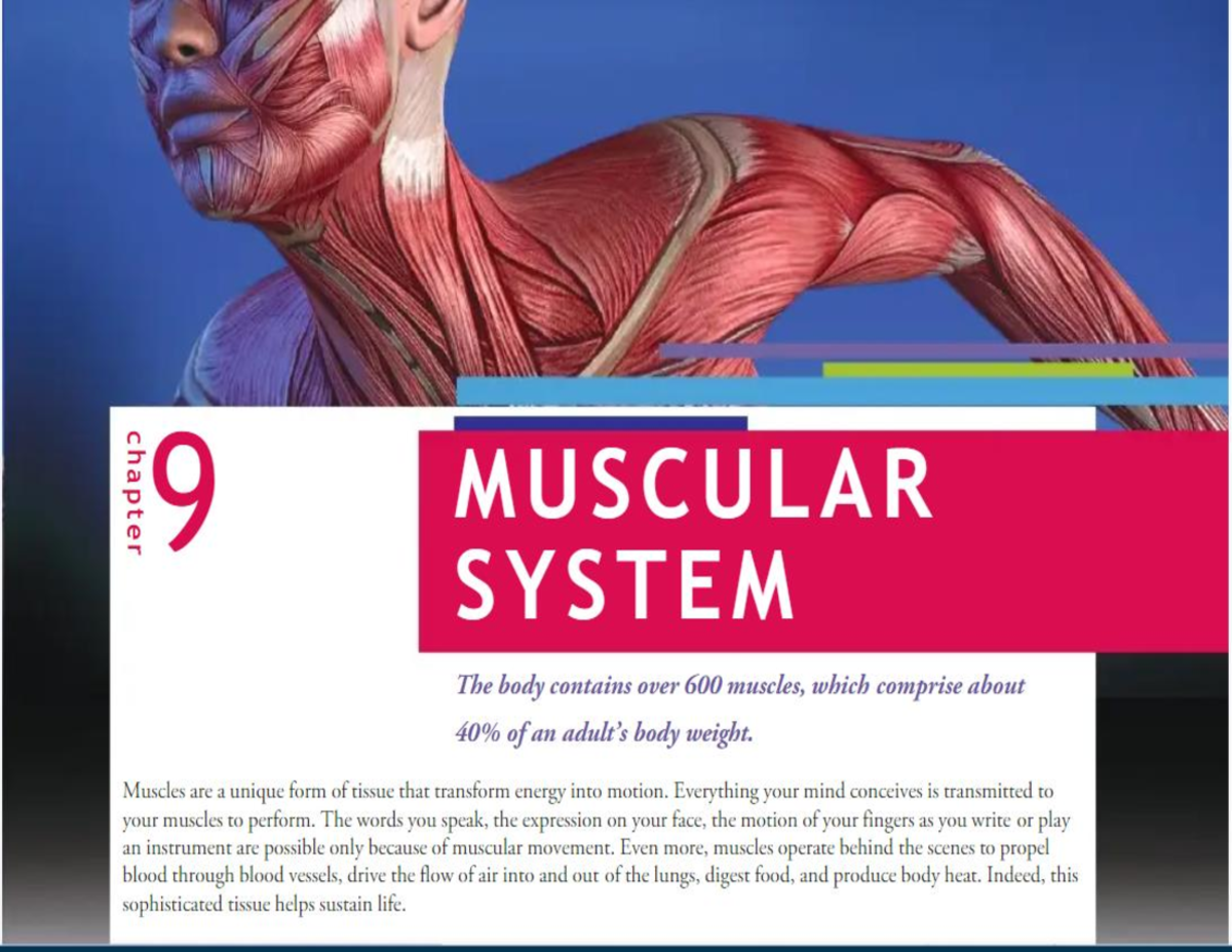 Muscular System 1 - Anaphy - Studocu