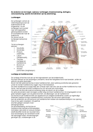 Het maag - darmstelsel - samenvatting maag - darm stelsel - Het maag ...