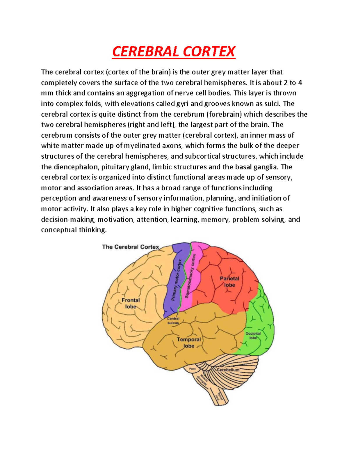 Cerebral Cortex - CEREBRAL CORTEX The cerebral cortex (cortex of the ...