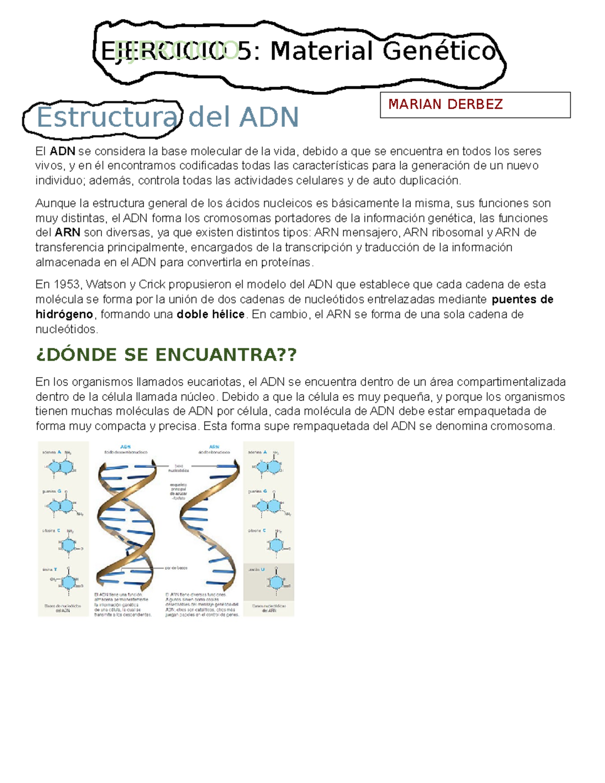 Ejercicio 5 terminado - completo - EJERCICIO 5: Material Genético ...