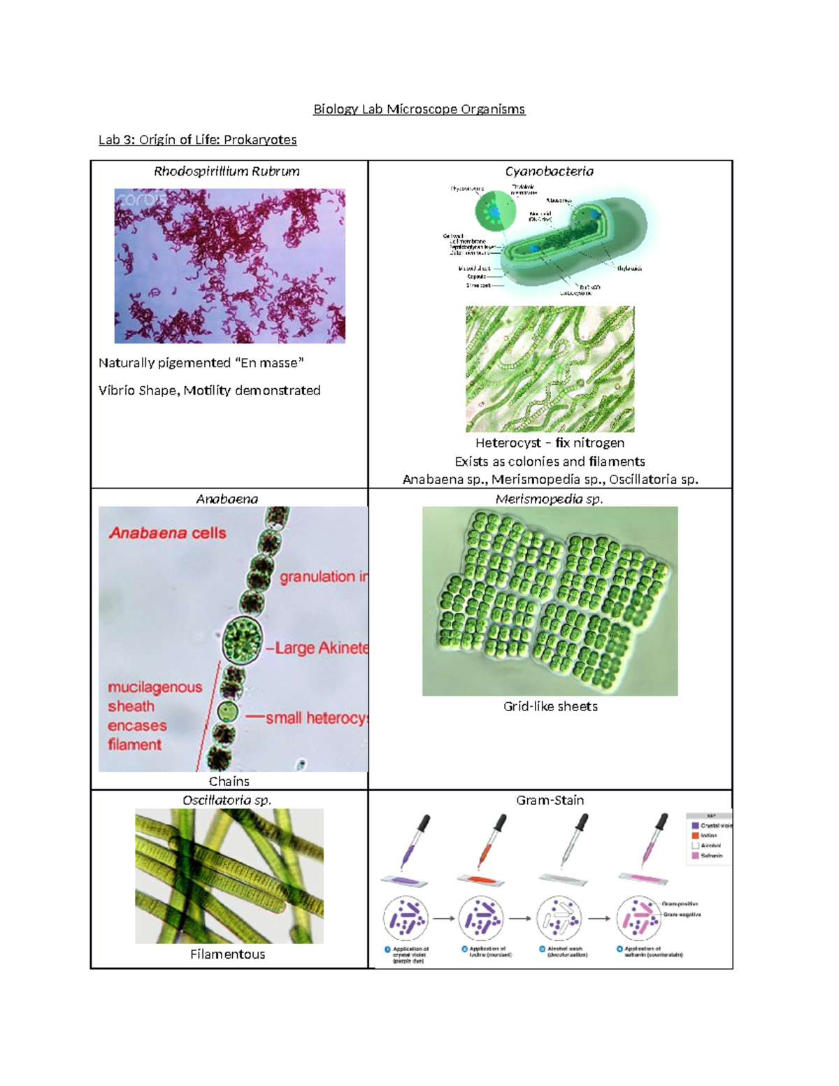 Bio 2 Lab Midterm Microscope organisms - Biology Lab Microscope ...
