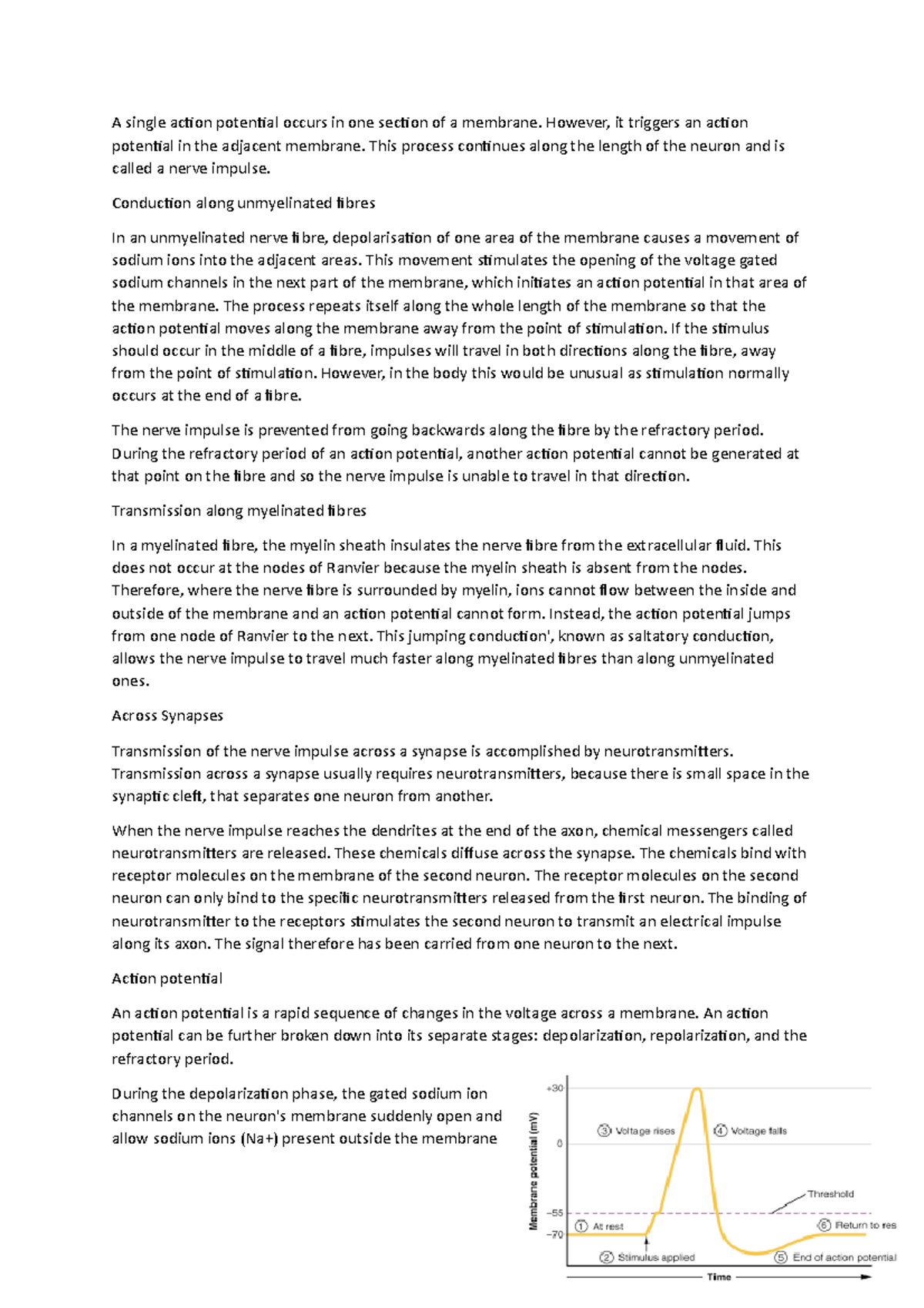 Bio extended response 1 - A single action potential occurs in one ...