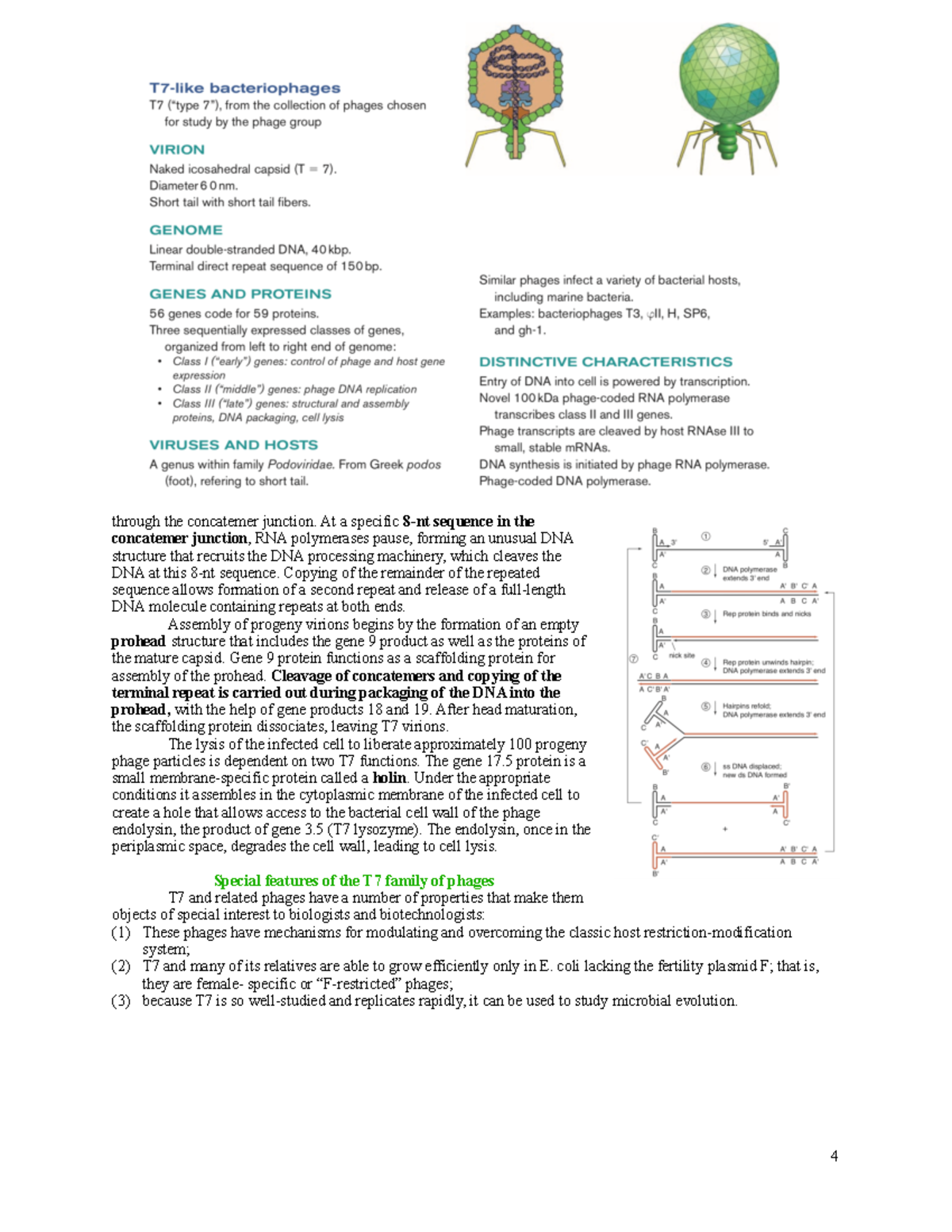 Lecture 8b - through the concatemer junction. At a specific 8-nt ...