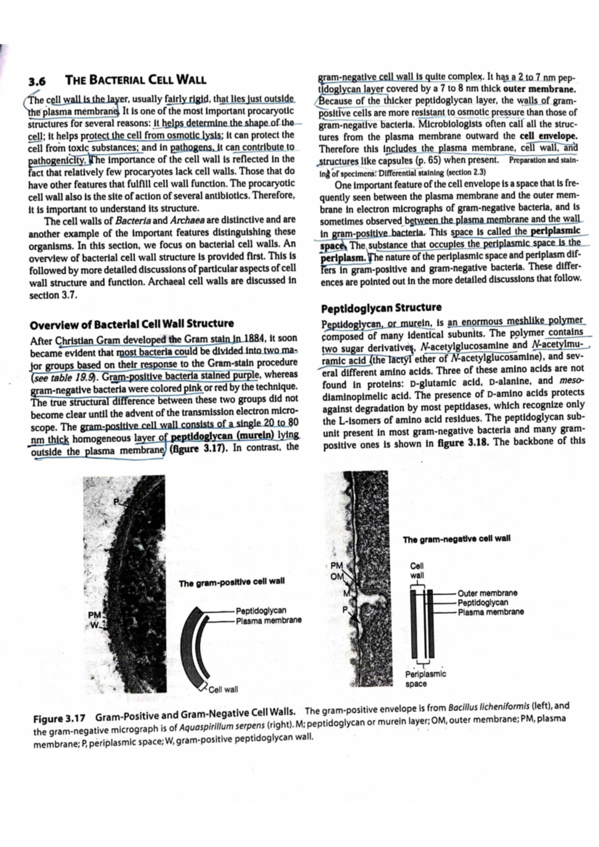 The bacterial cell wall - General Microbiology - Studocu