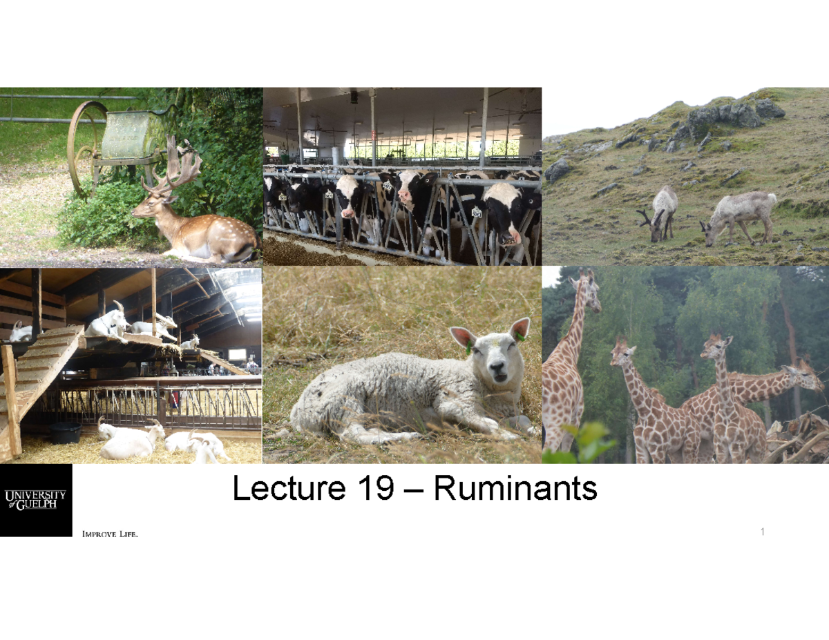 Lecture 19 F22 Ruminants - Lecture 19 – Ruminants Learning outcomes ...