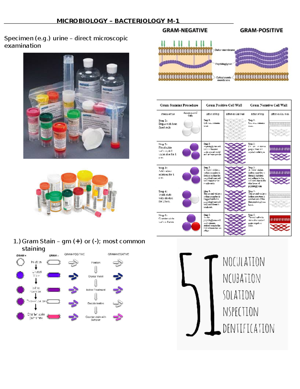 Microbio reviewer gm pos - Specimen (e.) urine – direct microscopic ...