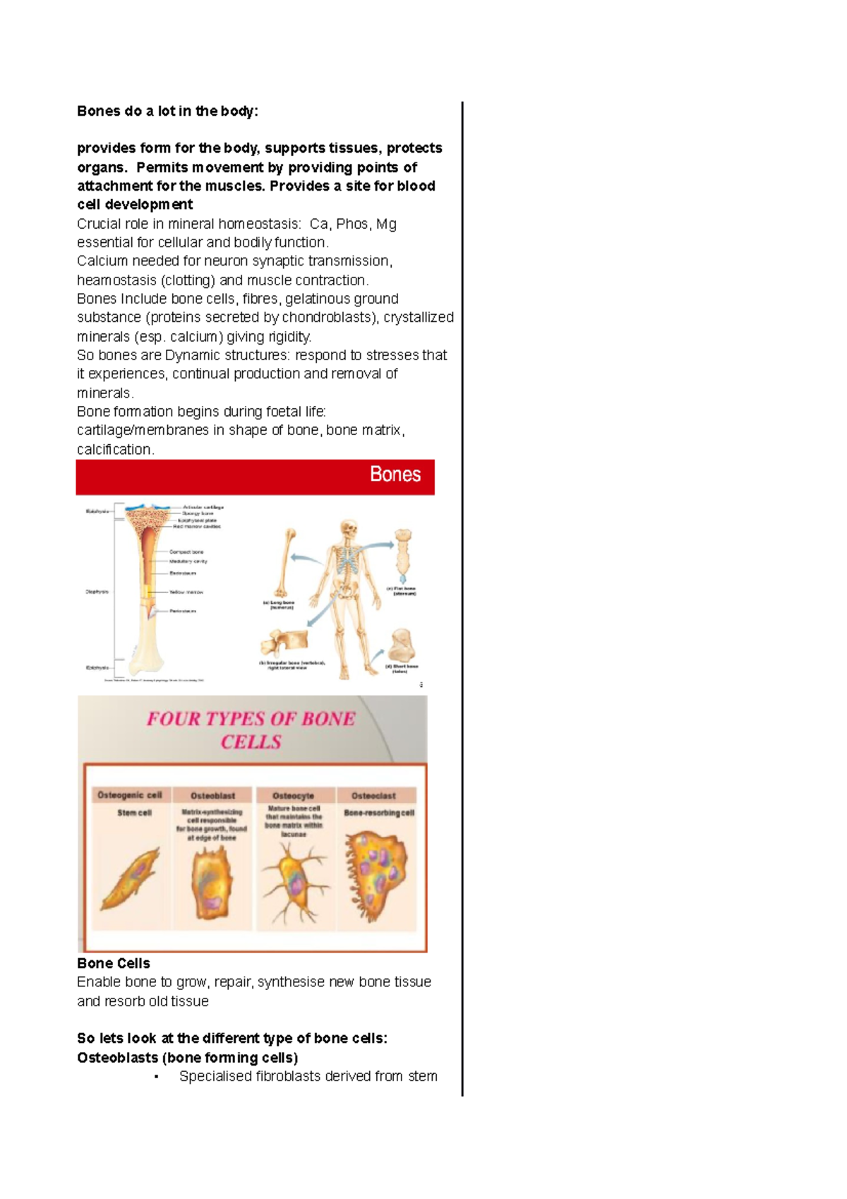 week 6 notes Clinical science - Bones do a lot in the body: provides ...