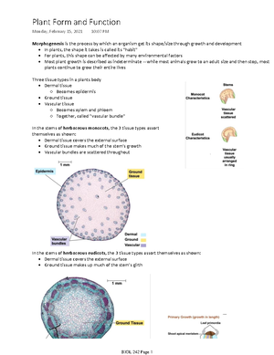 Plant Anatomy Summary - Plant Anatomy Summary BIOL 242 Plants are ...