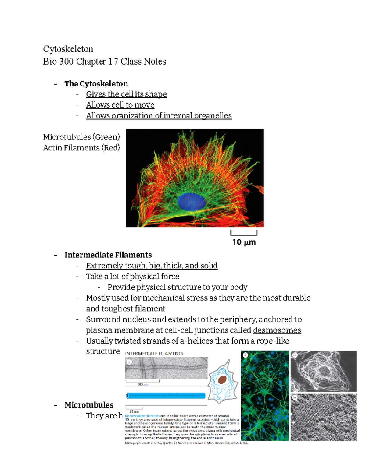 BIOL 300 Chapter 17 - Lecture notes - Cytoskeleton Bio 300 Chapter 17 ...