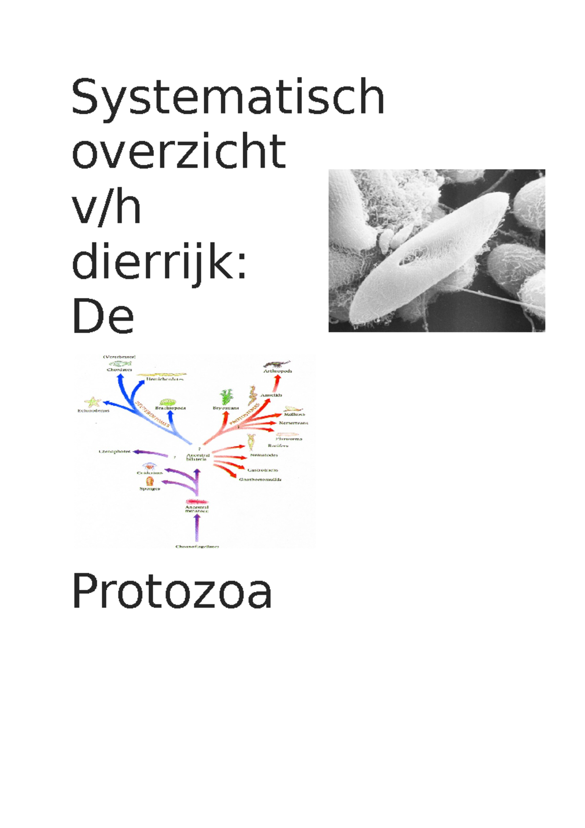 Protozoa - ..) aseksuele reproductie: dwarsdeling, knopvorming ...