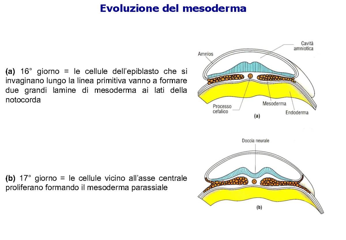 Istologia 22. Evoluzione del mesoderma - Evoluzione del mesoderma zona ...