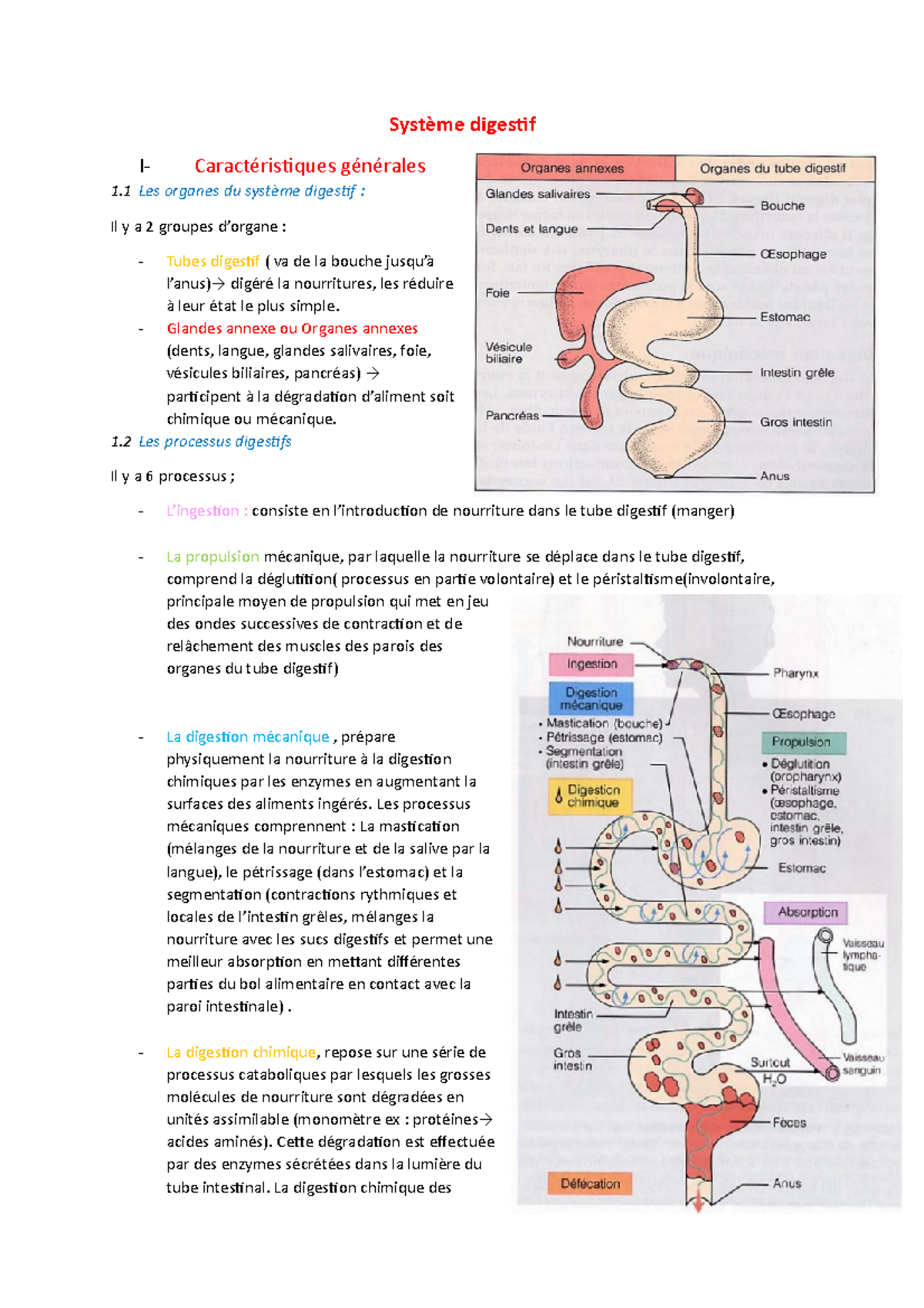 Système digestif - Système digestif I- Caractéristiques générales 1 Les ...