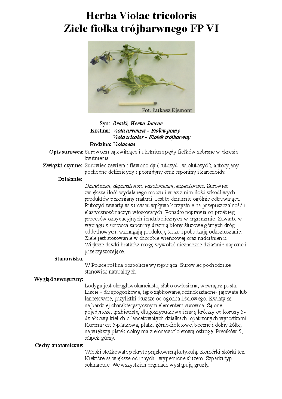 Herba Violae tricoloris - Herba Violae tricoloris Ziele fiołka trójbarwnego FP VI Syn: Bratki ...