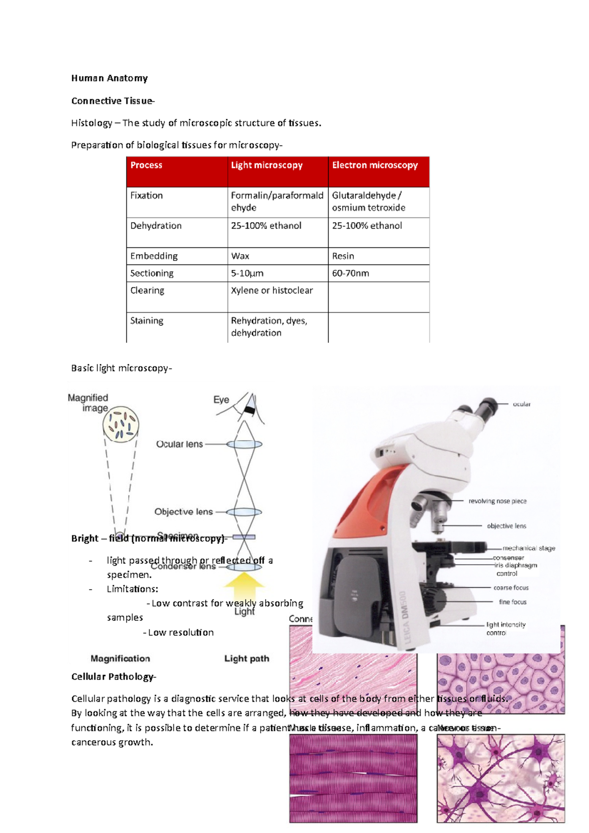 Human Anatomy EXAM Notes - Human Anatomy Connective Tissue- Histology ...