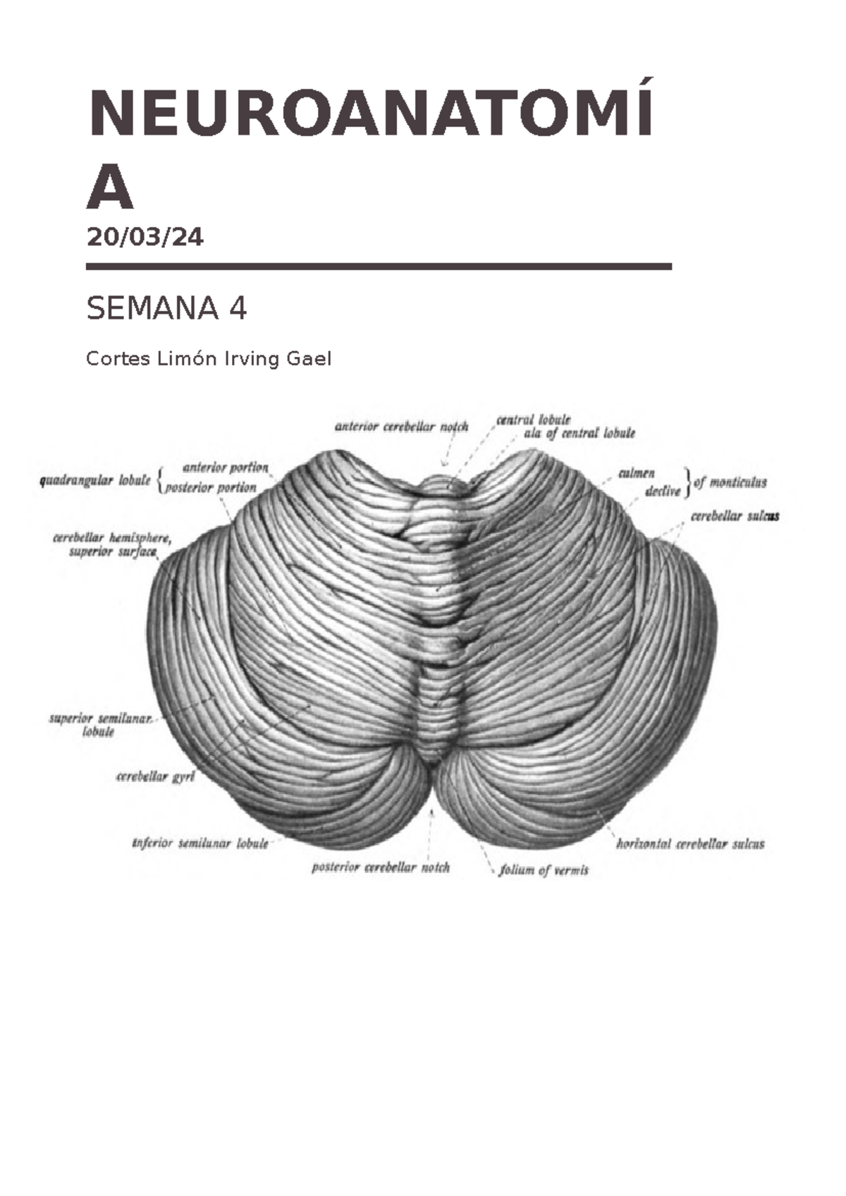 Neuroanatomía semana 4 - NEUROANATOMÍ A 20/03/ SEMANA 4 Cortes Limón ...