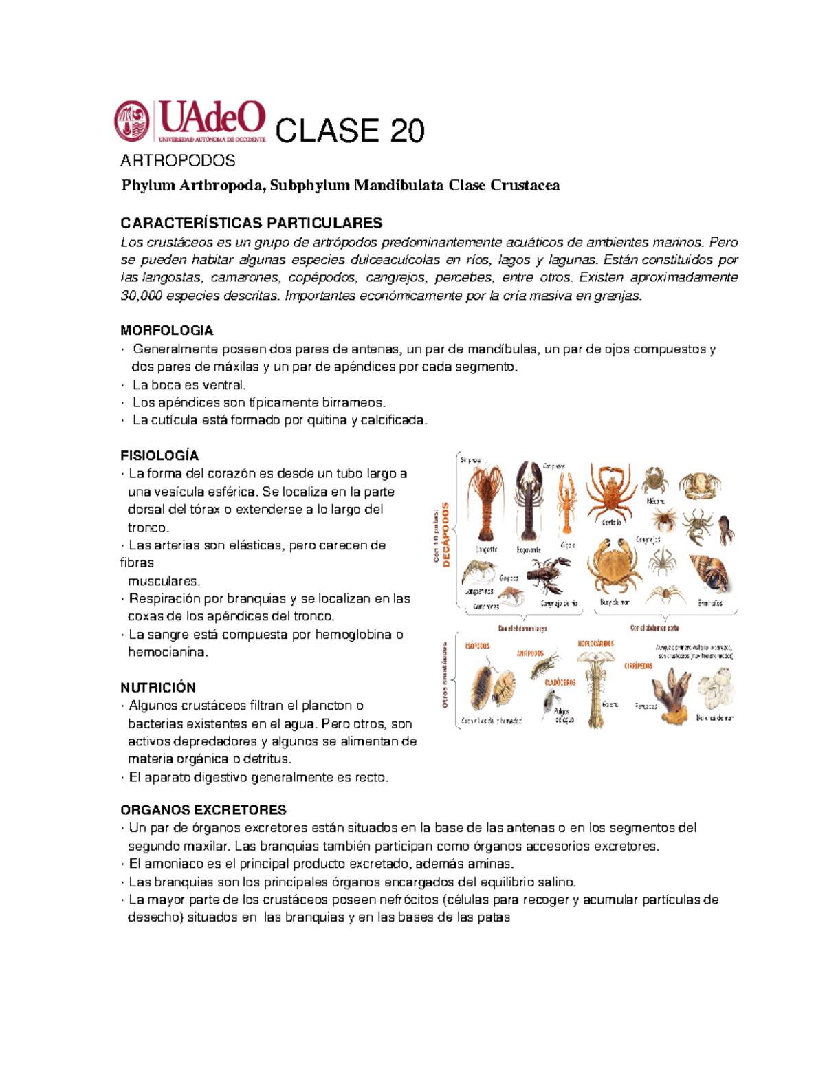Phylum Arthropoda, Subphylum Mandibulata Clase Crustacea - CLASE 20 ...