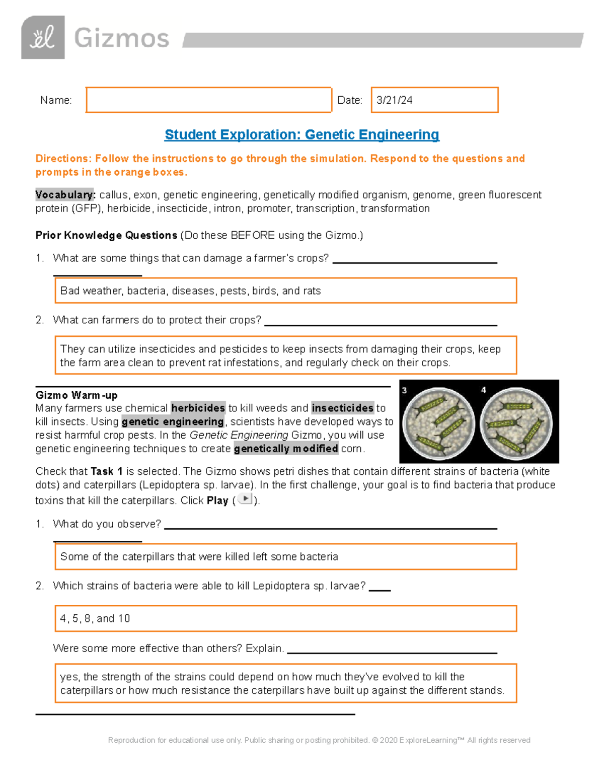 Copy of Genetic Engineering SE - Name: Date: 3/21/ Student Exploration ...