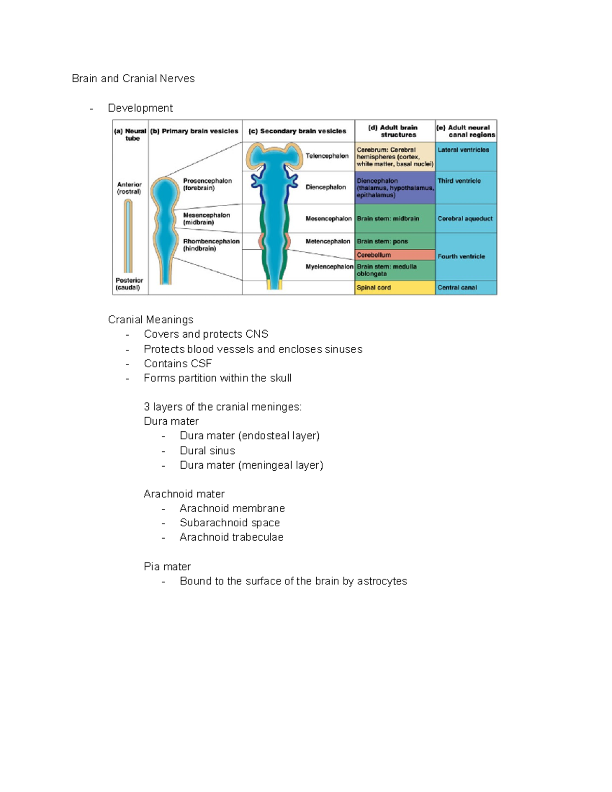 Anatomy Physiology Chapter 10 - Brain and Cranial Nerves Development ...