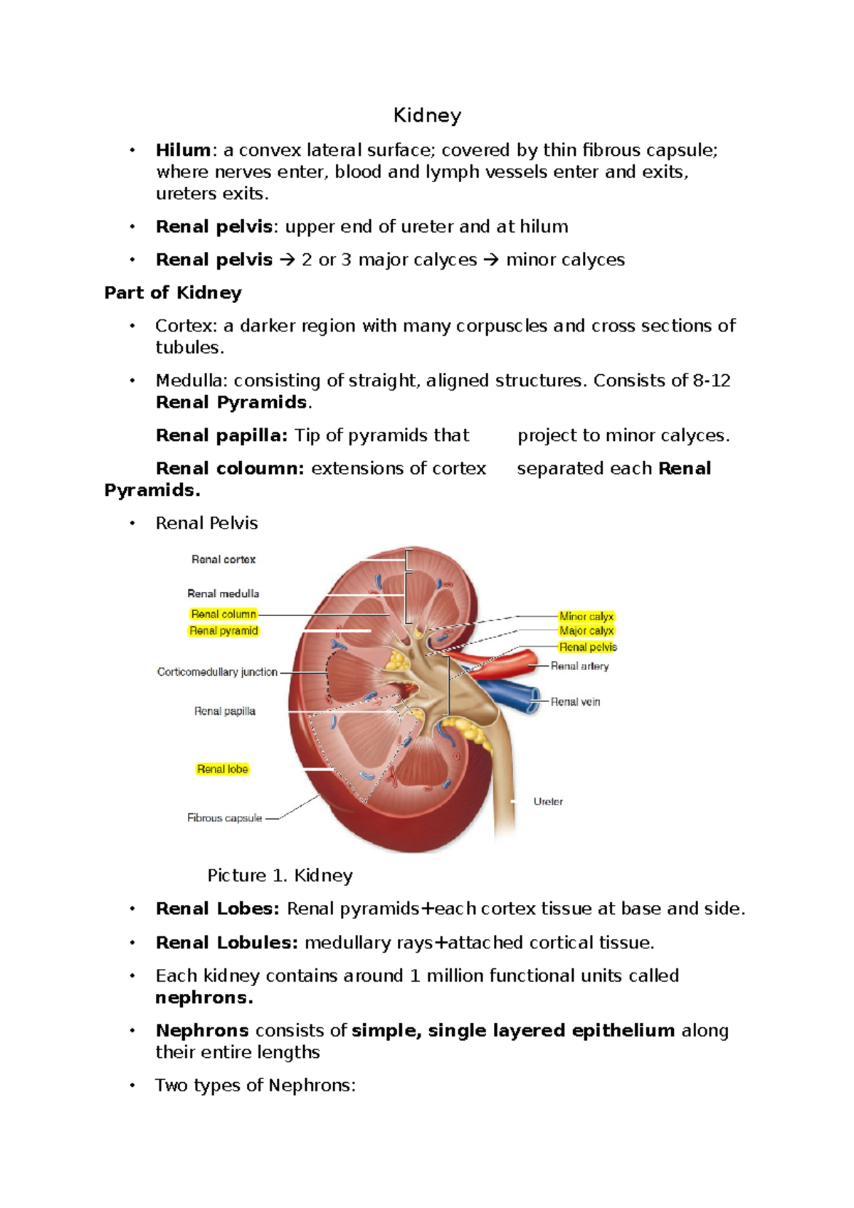 Kidney - Kidney Hilum: a convex lateral surface; covered by thin ...