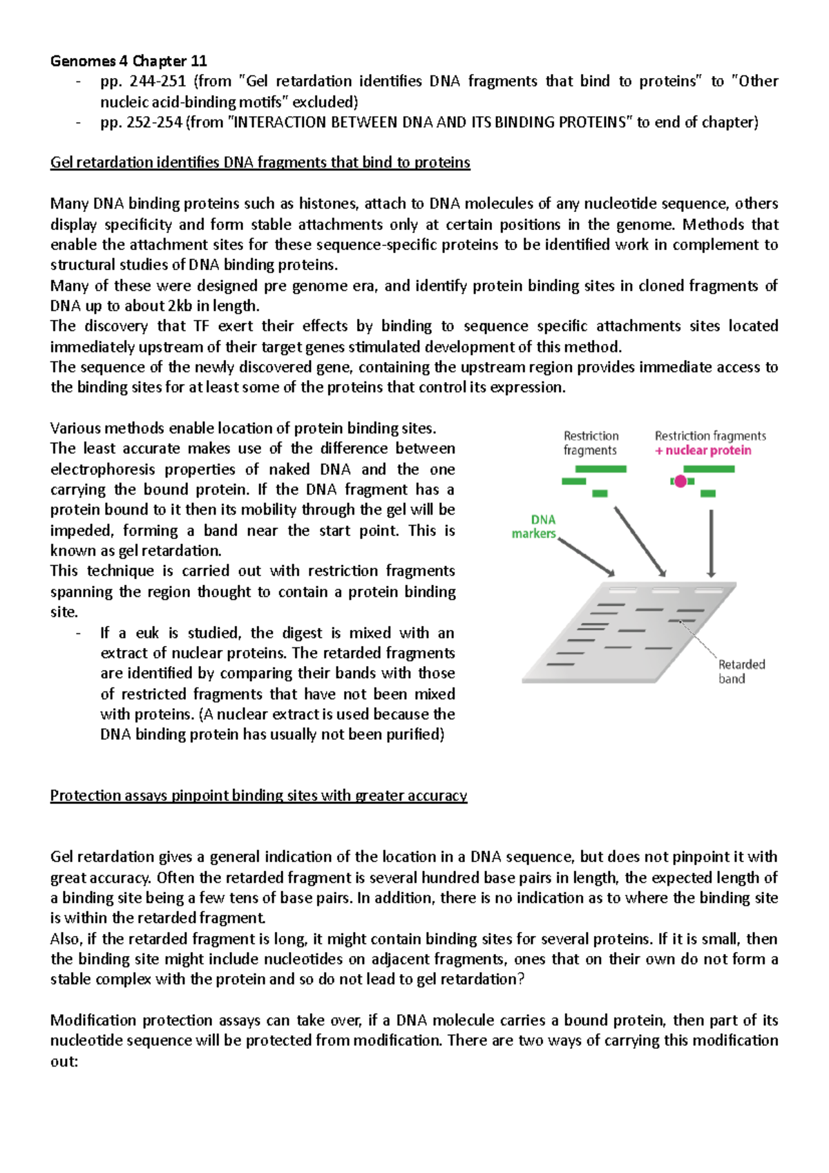 Genomes 4 Book Summary Chapter 11 - Molecular Genetics - RUG - Studeersnel