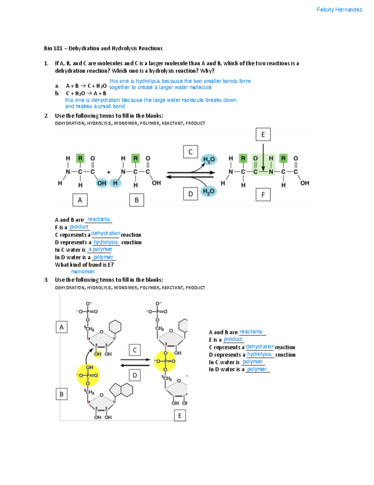 Week 2 - Dehydration and Hydrolysis Reactions BIO - Bio 181 ...