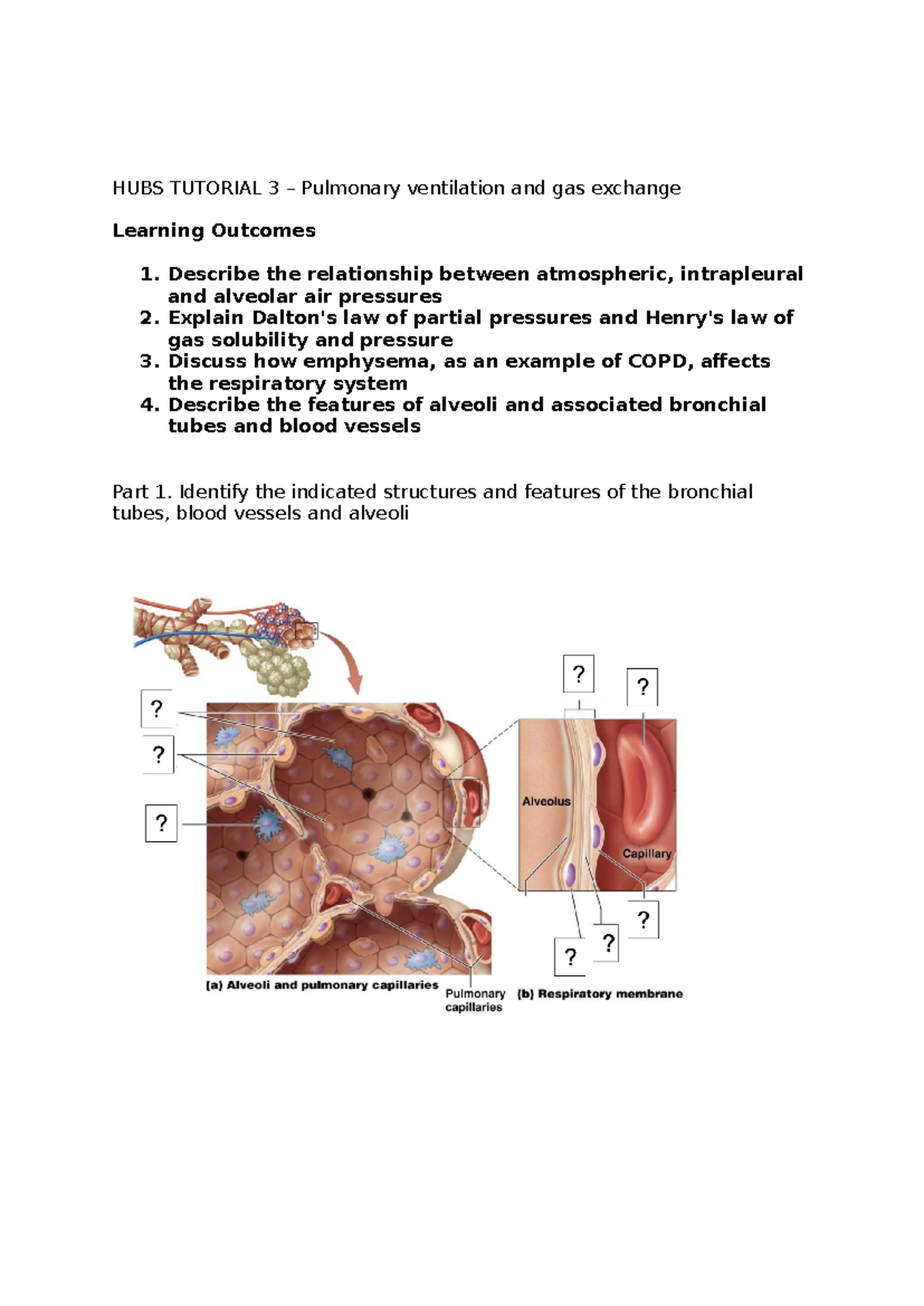 HUBS Tutorial 3 - HUBS TUTORIAL 3 – Pulmonary ventilation and gas ...