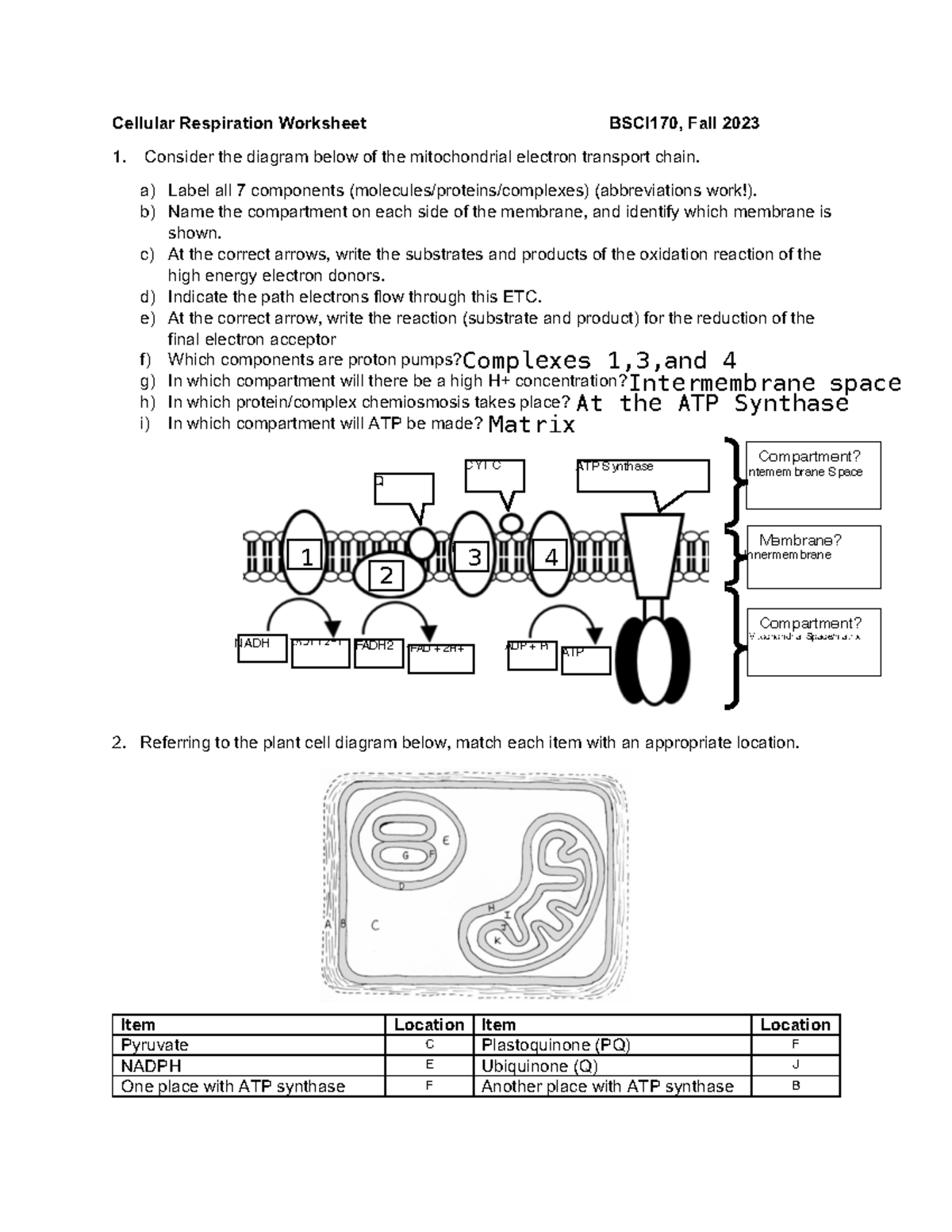 WS8. Respiration Worksheet - Cellular Respiration Worksheet BSCI170 ...