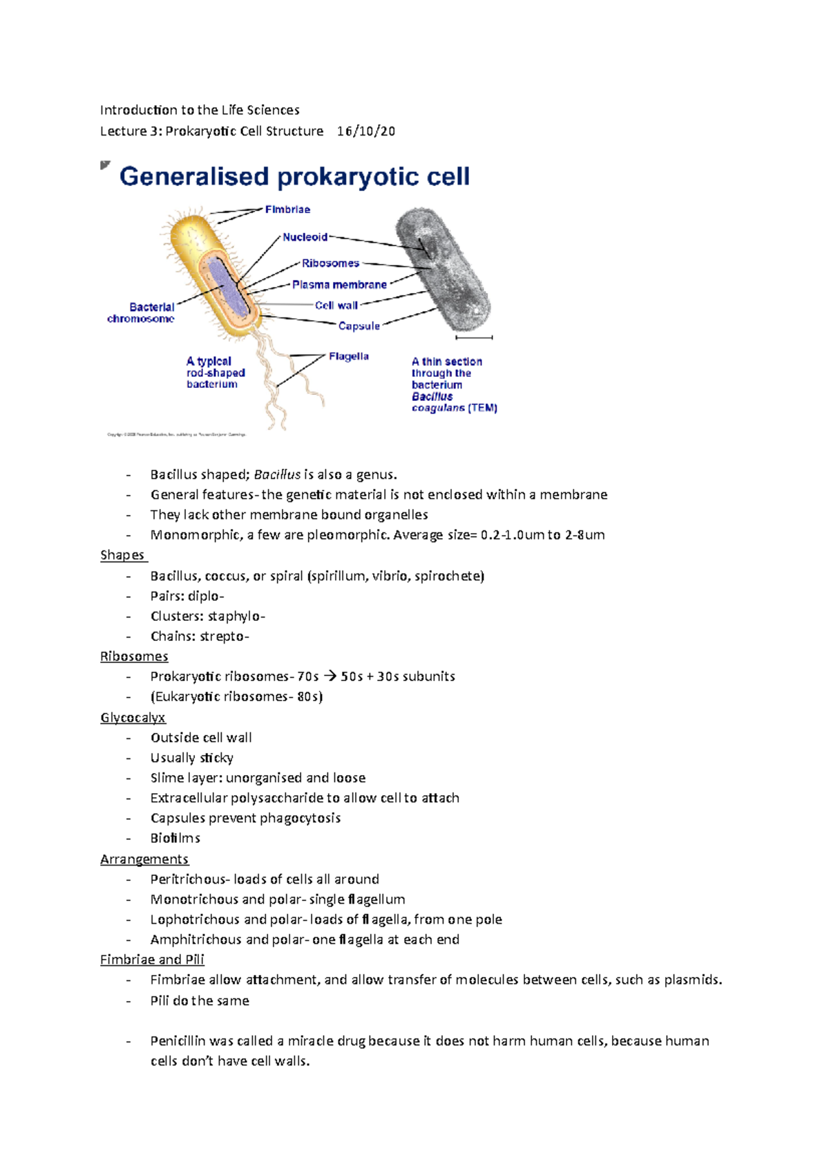 Prokaryotic Cell Structure Part 1 - Introduction to the Life Sciences ...