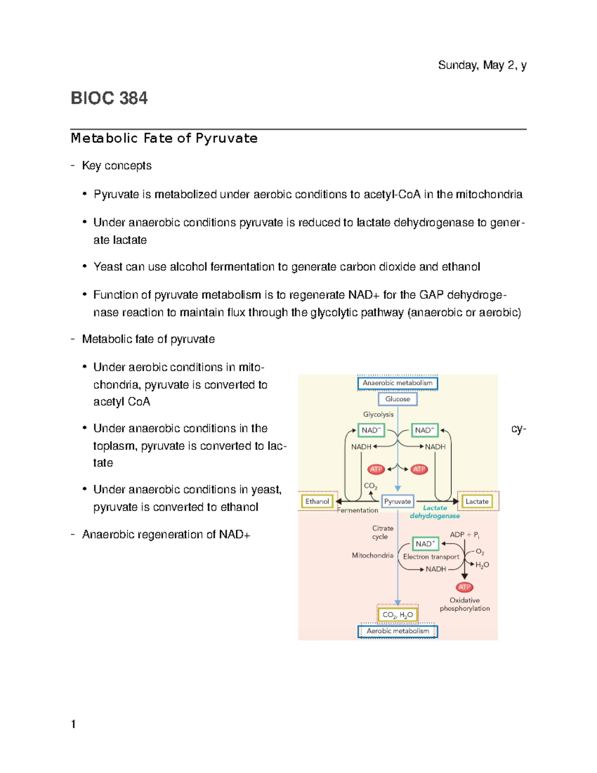 26 - Metabolic Fate of Pyruvate - Wednesday, August 28, y BIOC 384 ...