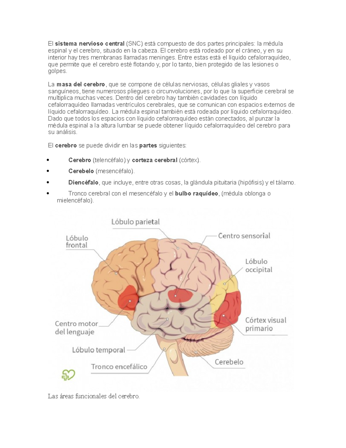 Resumen neuro - El sistema nervioso central (SNC) está compuesto de dos ...