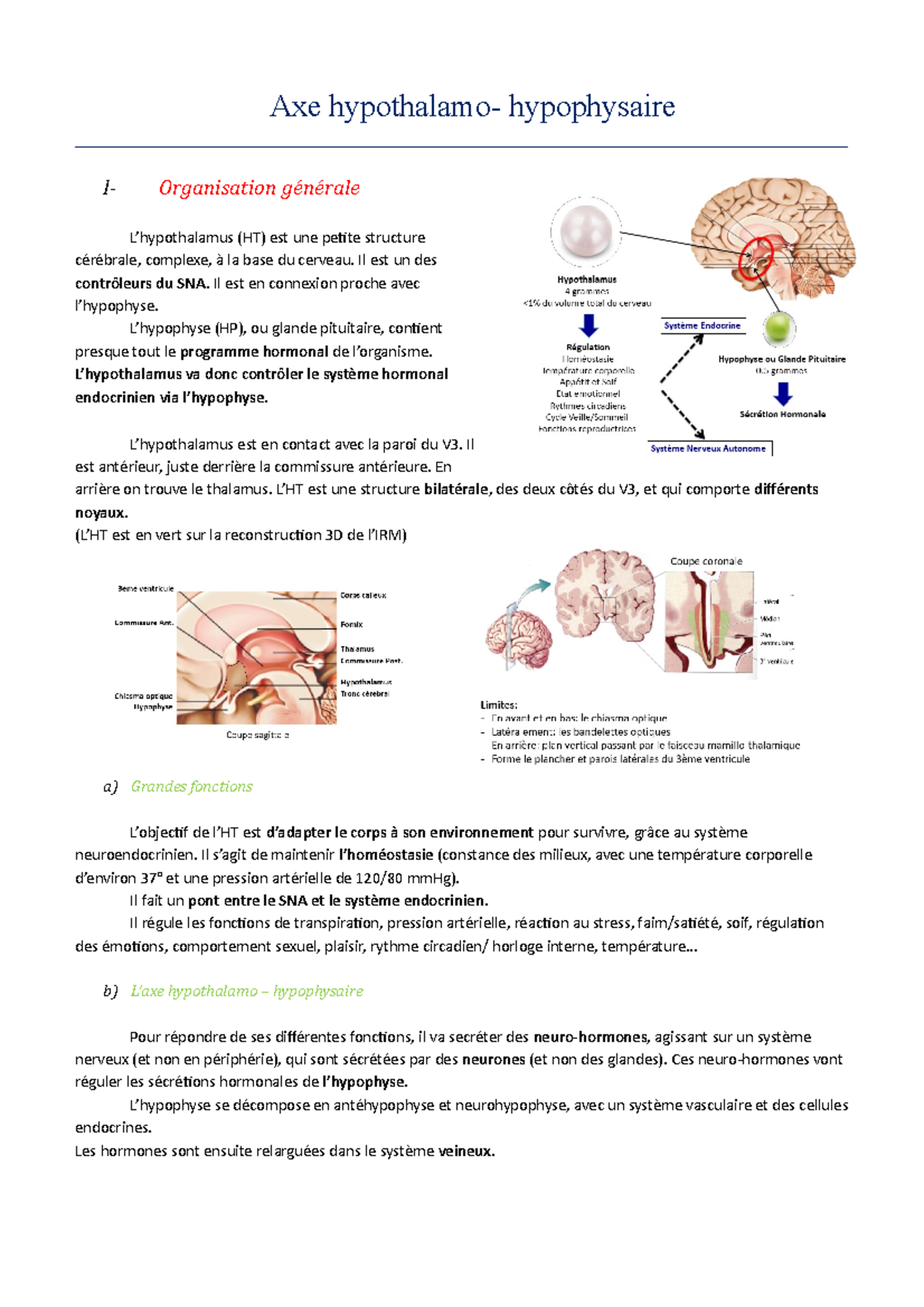 C8 - L'axe hypothalamo-hypophysaire - Axe hypothalamo- hypophysaire ...