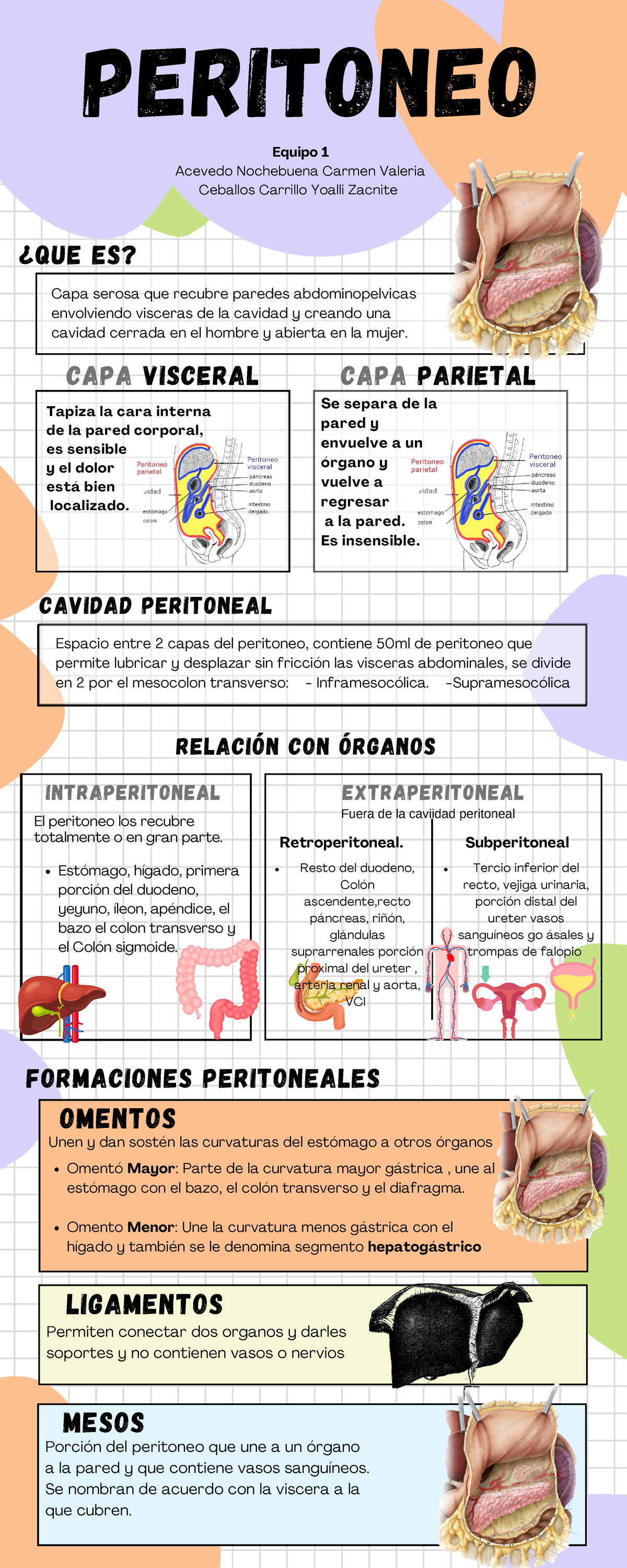 Peritoneo - Infografia - Se separa de la pared y envuelve a un órgano y ...