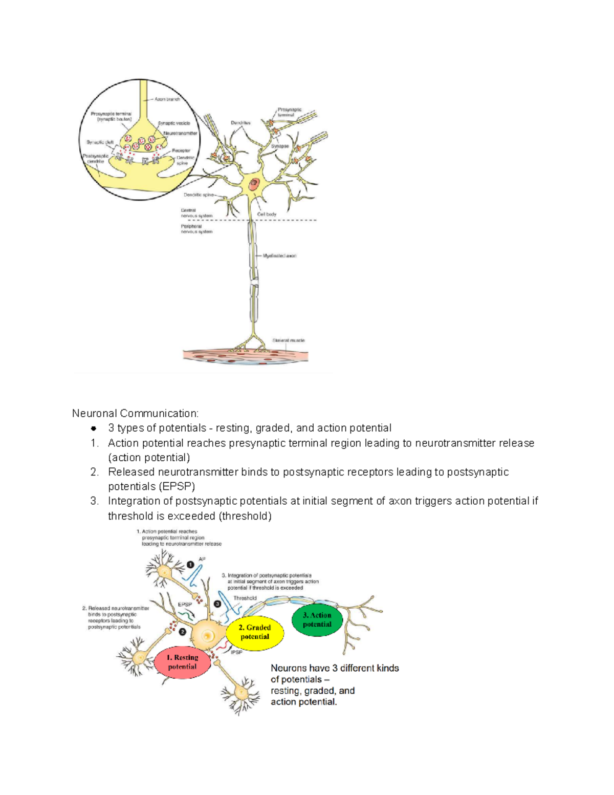 Lecture 3 - Neuronal Signal - Neuronal Communication: 3 types of ...