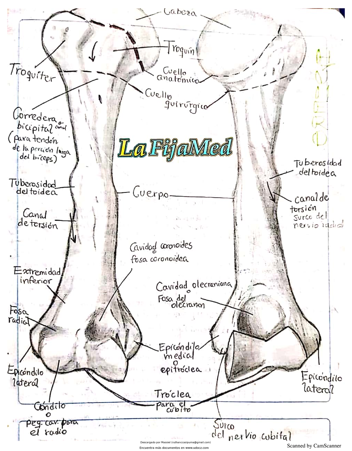 Anatomia del humero 72011 downloadable 2026687 - Labeza Troquiter ...