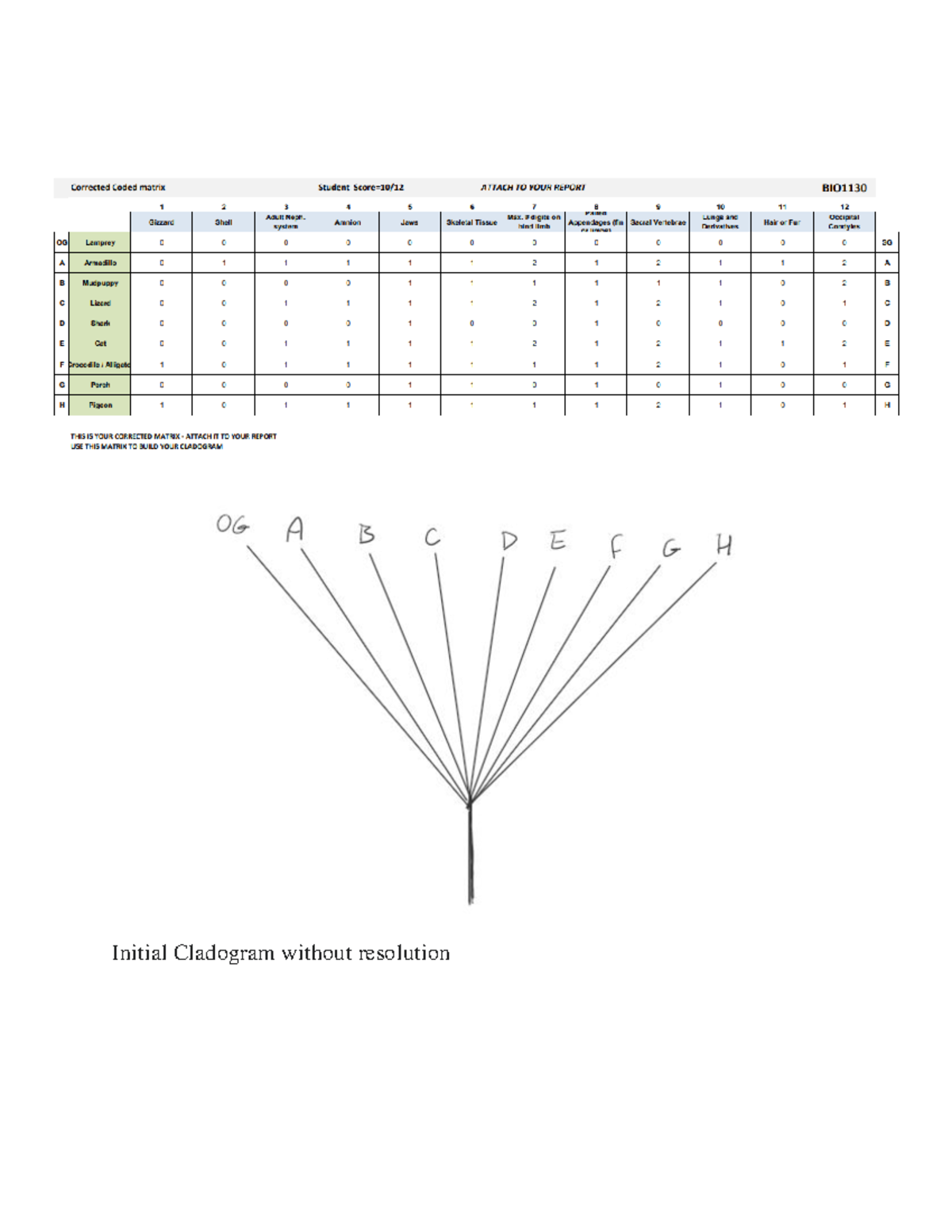 BIO1130 Vertebrate Lab - Initial Cladogram without resolution reversal ...