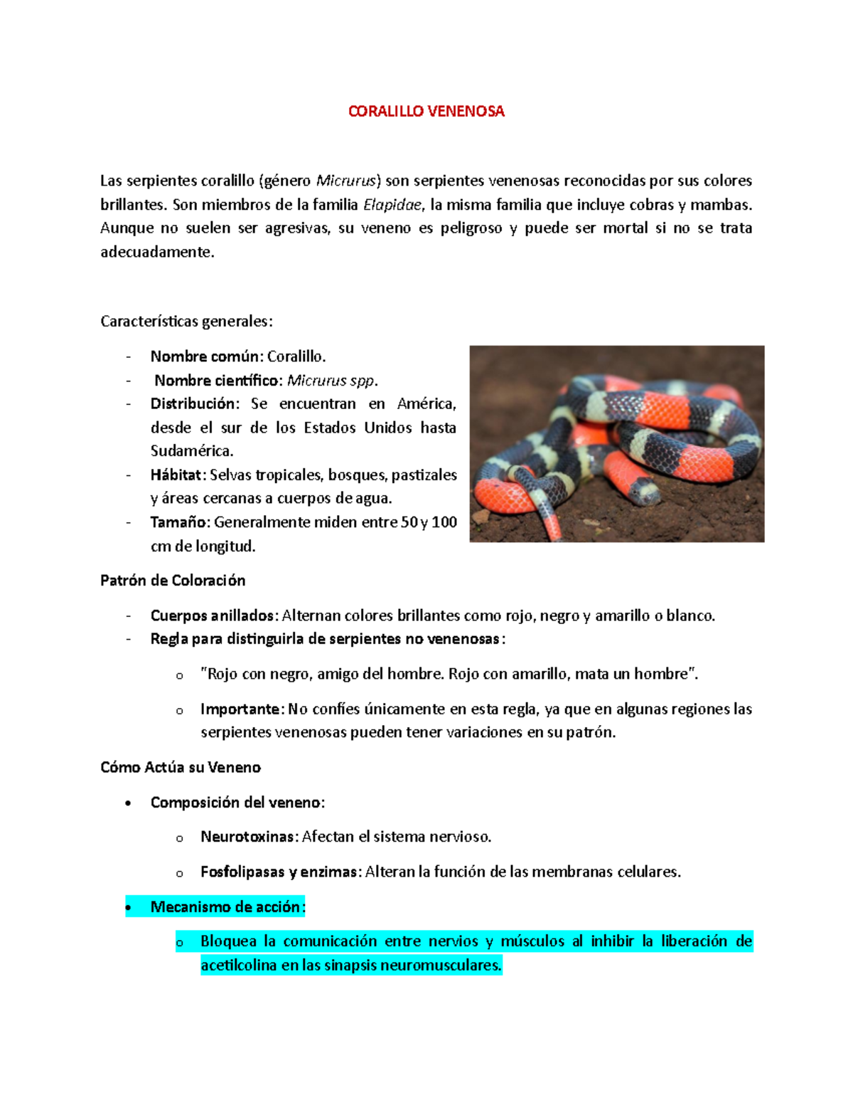 Coralillo Venenosa - CORALILLO VENENOSA Las serpientes coralillo ...
